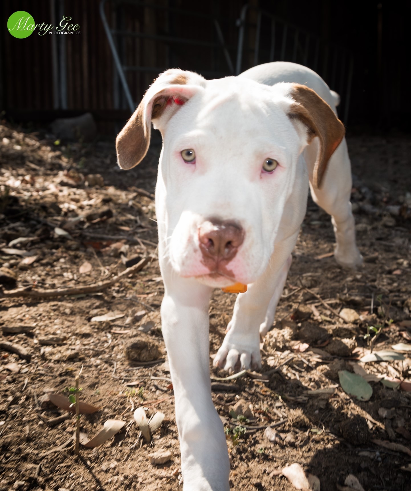 Sebastian - Large Male Mastiff Mix Dog in QLD - PetRescue