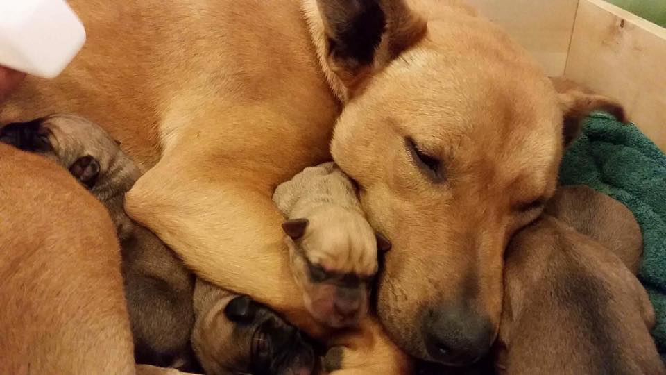 Foxy - Medium Female Kelpie Mix Dog in VIC - PetRescue