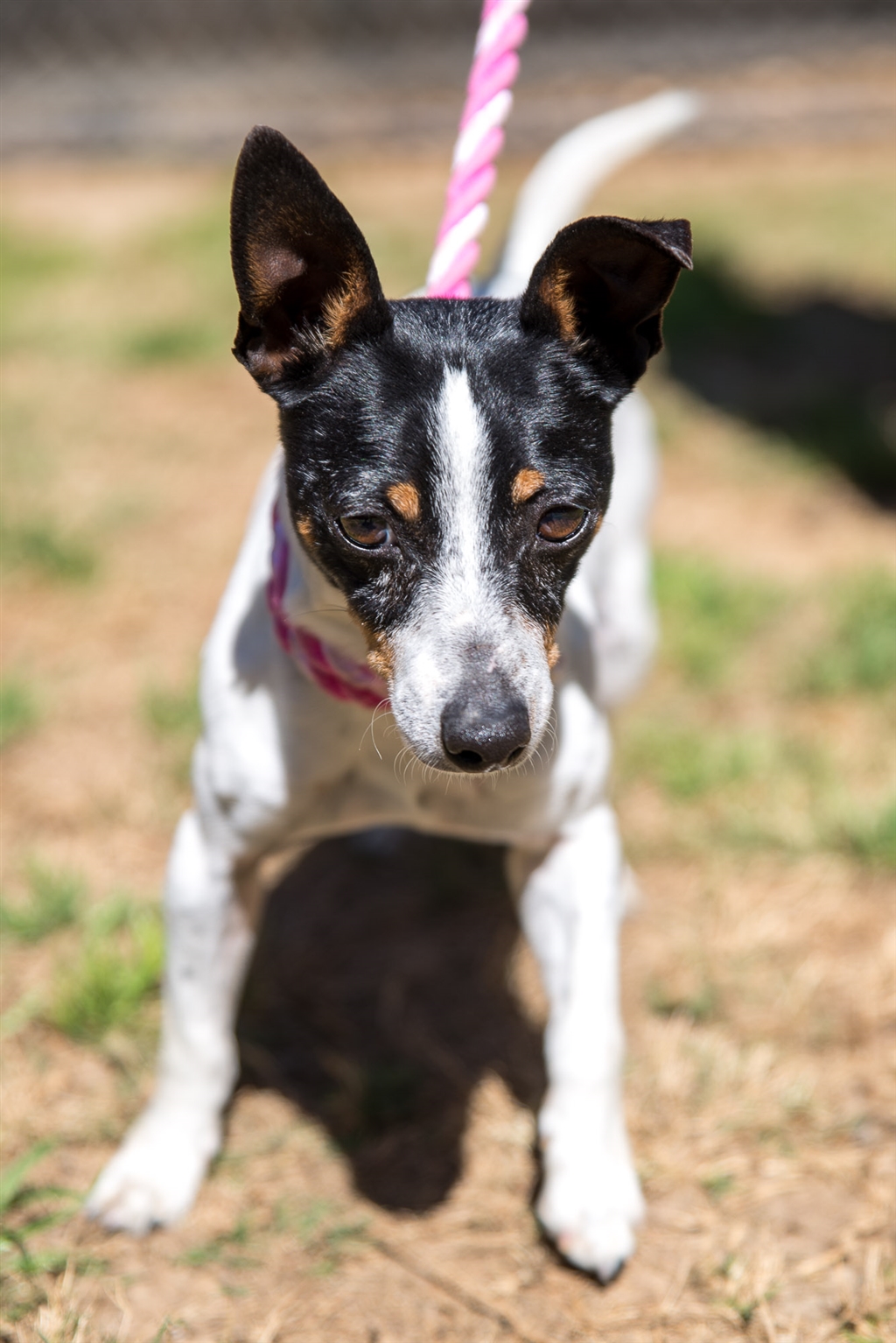 Oscar - Small Male Mini Foxie Mix Dog in NSW - PetRescue