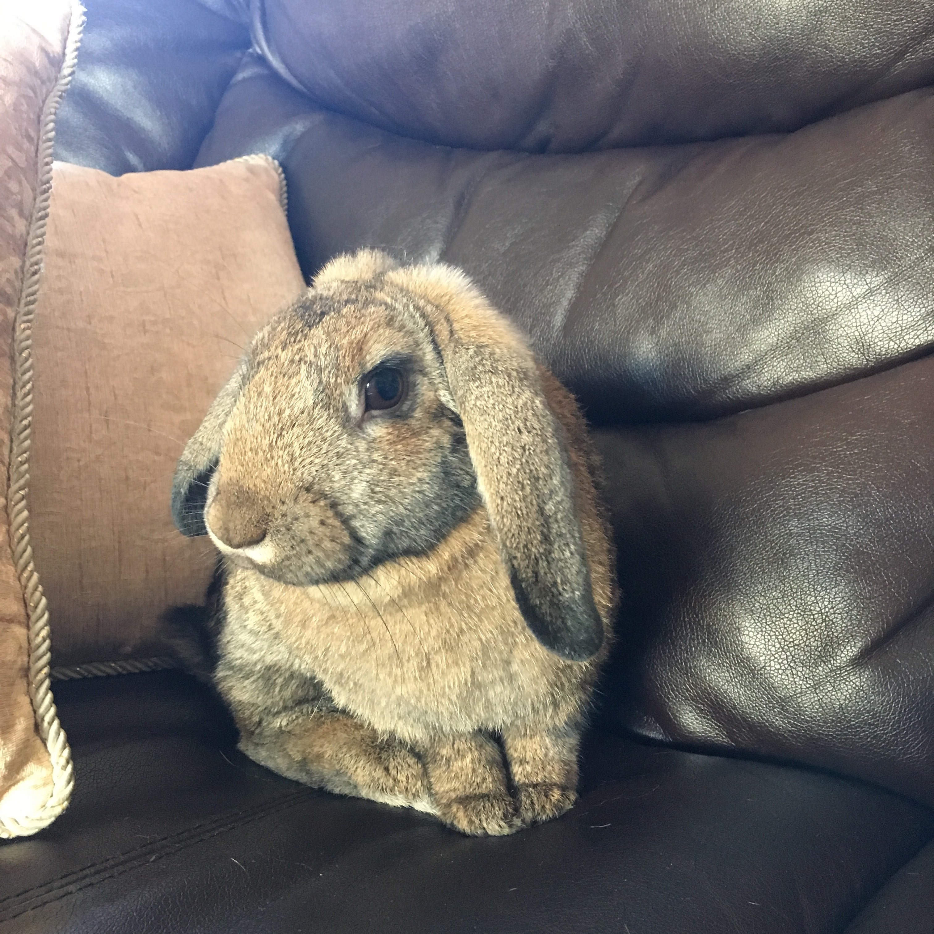 Jane - Female Rabbit in NSW - PetRescue