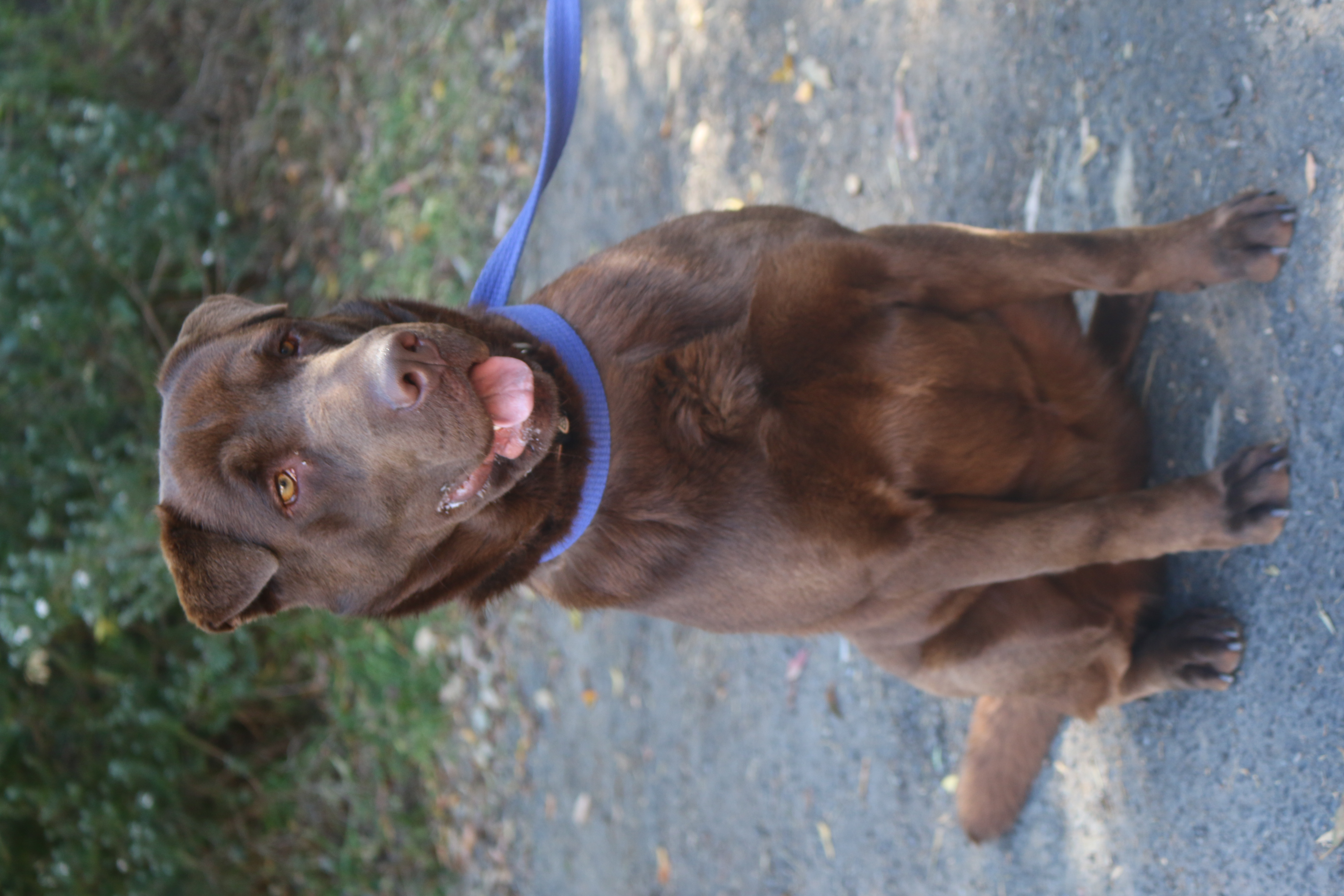 Coco - Large Female Labrador Mix Dog in NSW - PetRescue