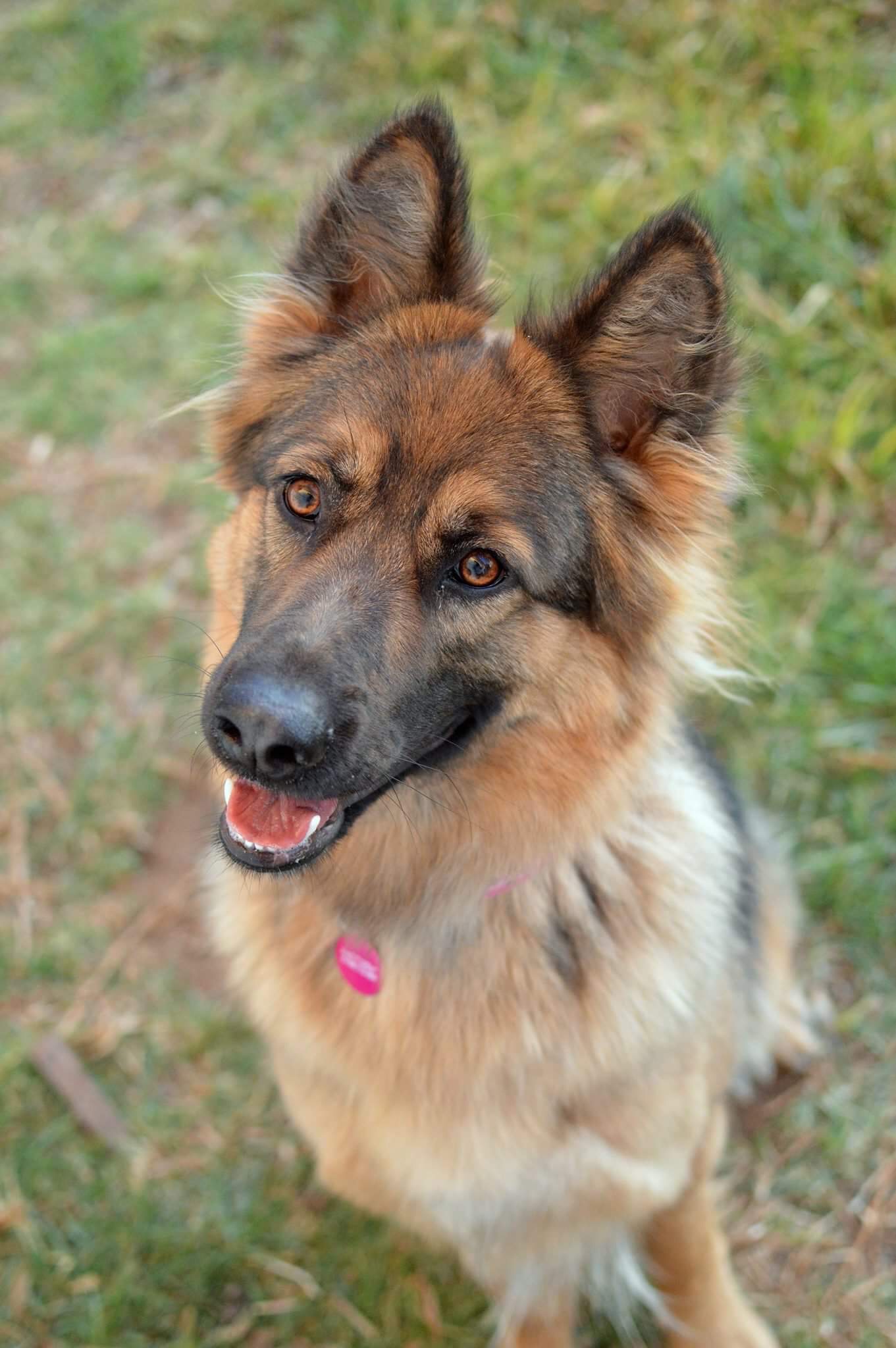 Sena - Meet and Greet organised - Large Female German Shepherd Dog in ...