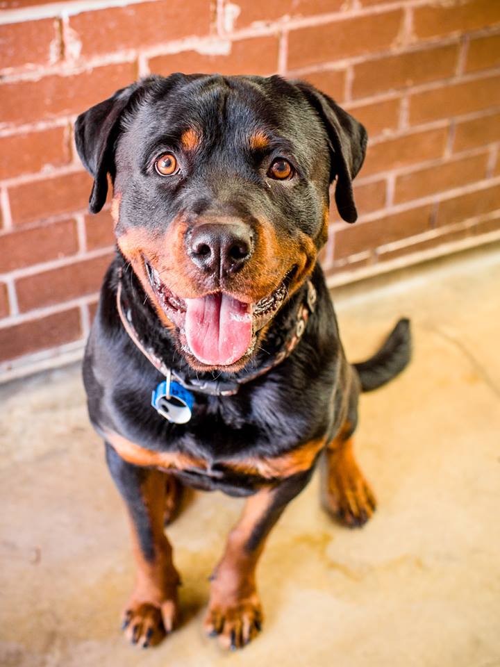 Ollie (3519) - Large Male Rottweiler Dog in NSW - PetRescue