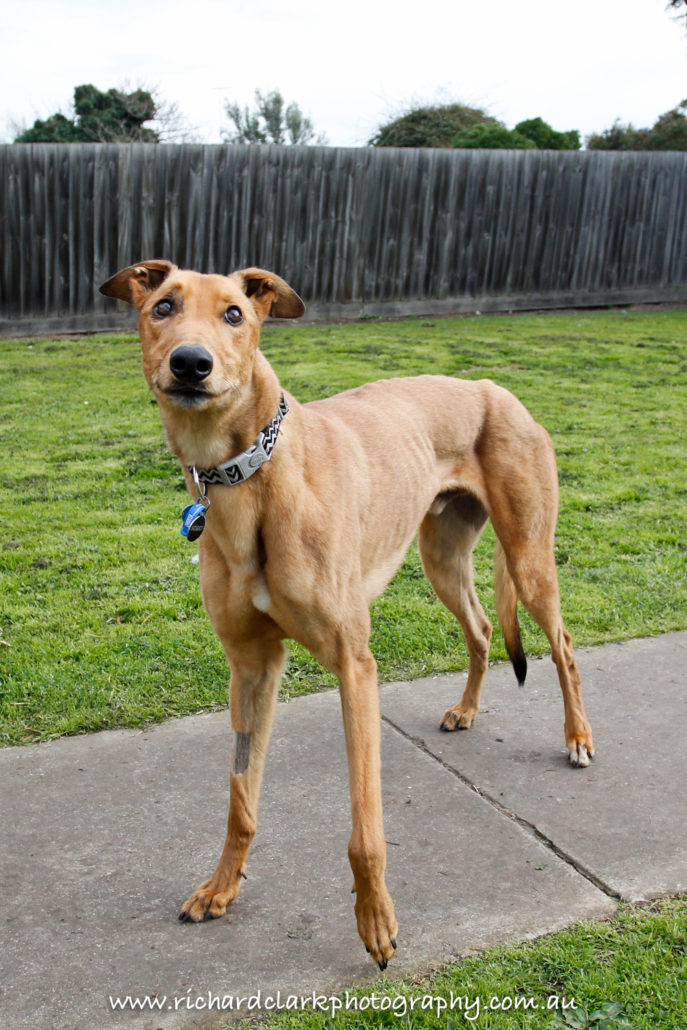 Dude - Large Male Greyhound Dog in VIC - PetRescue
