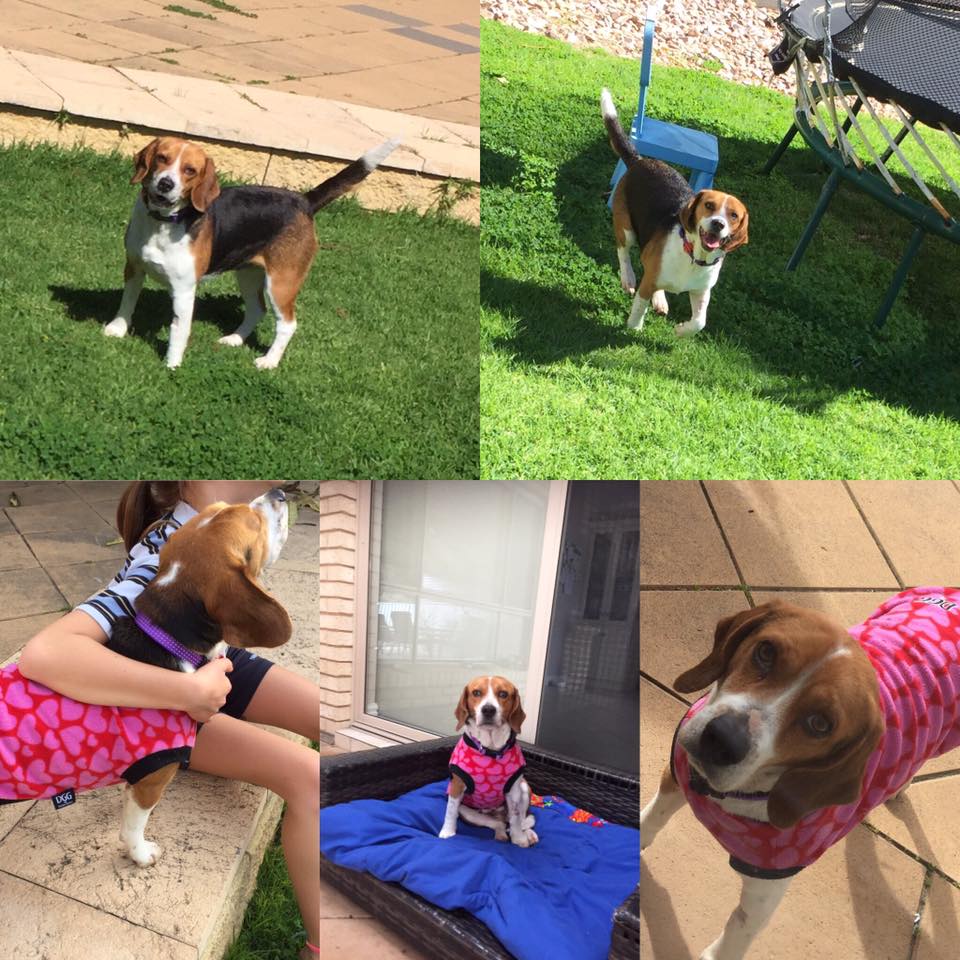 Ruby - Medium Female Beagle Dog in SA - PetRescue