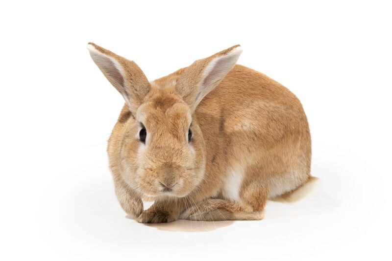 Ginger Bread - Male Rex Rabbit in NSW - PetRescue