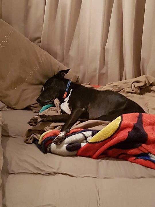 Ed - Medium Male Australian Stumpy Tail Cattle Dog x American ...