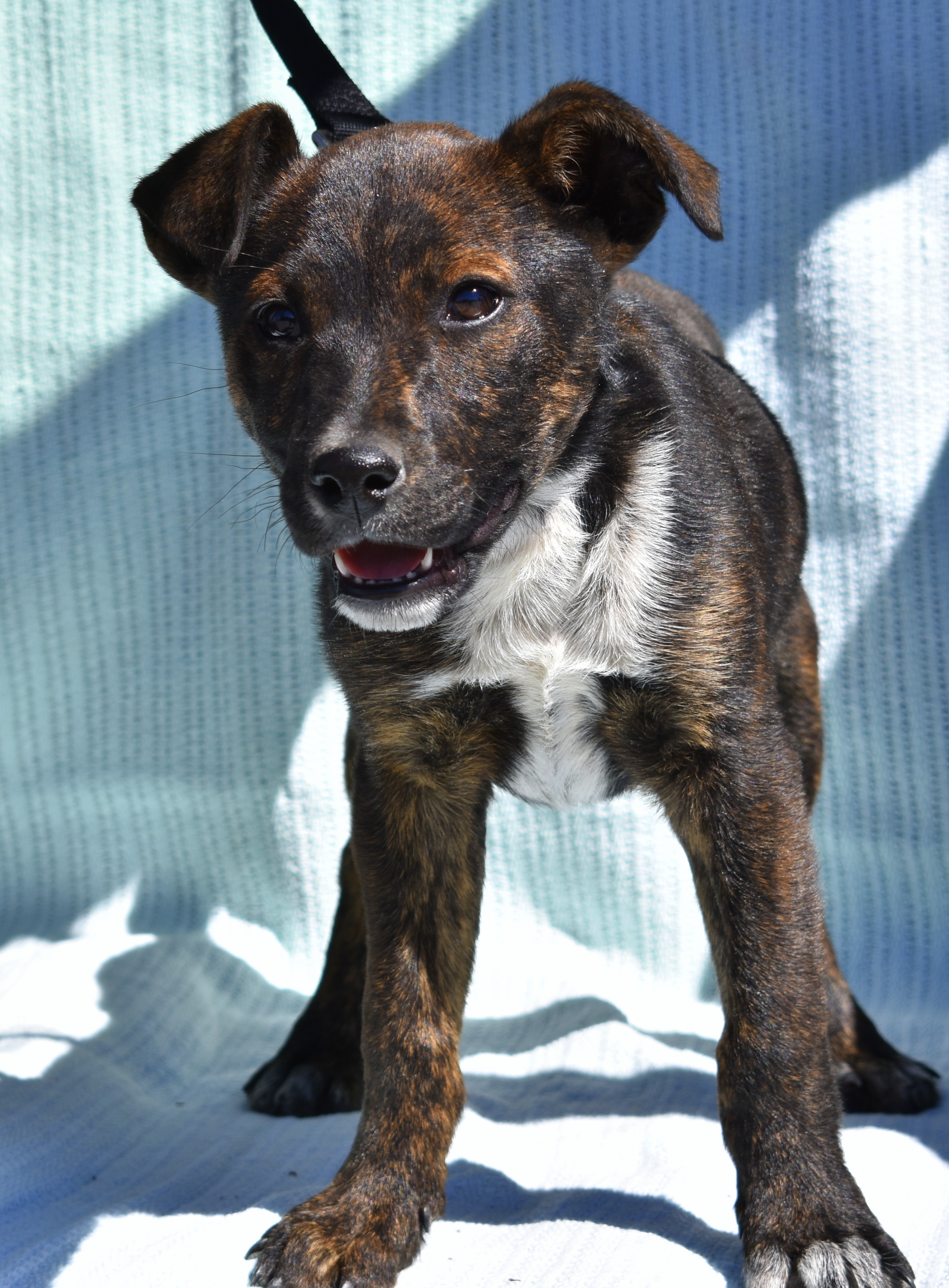 Willow - Medium Female Mixed Breed Dog in QLD - PetRescue