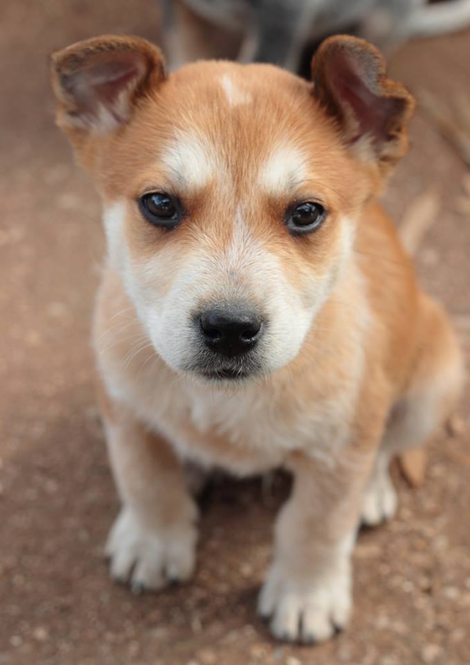 Arthur - Medium Male Cross Breed Dog in SA - PetRescue