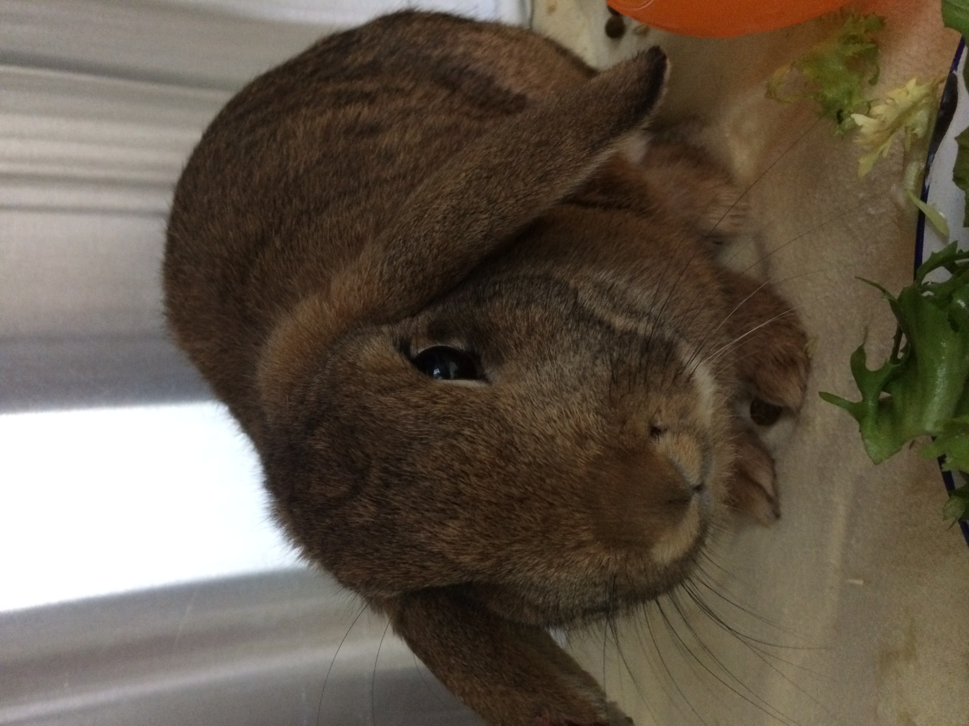 Lulu - Female Dwarf Lop Mix Rabbit in VIC - PetRescue