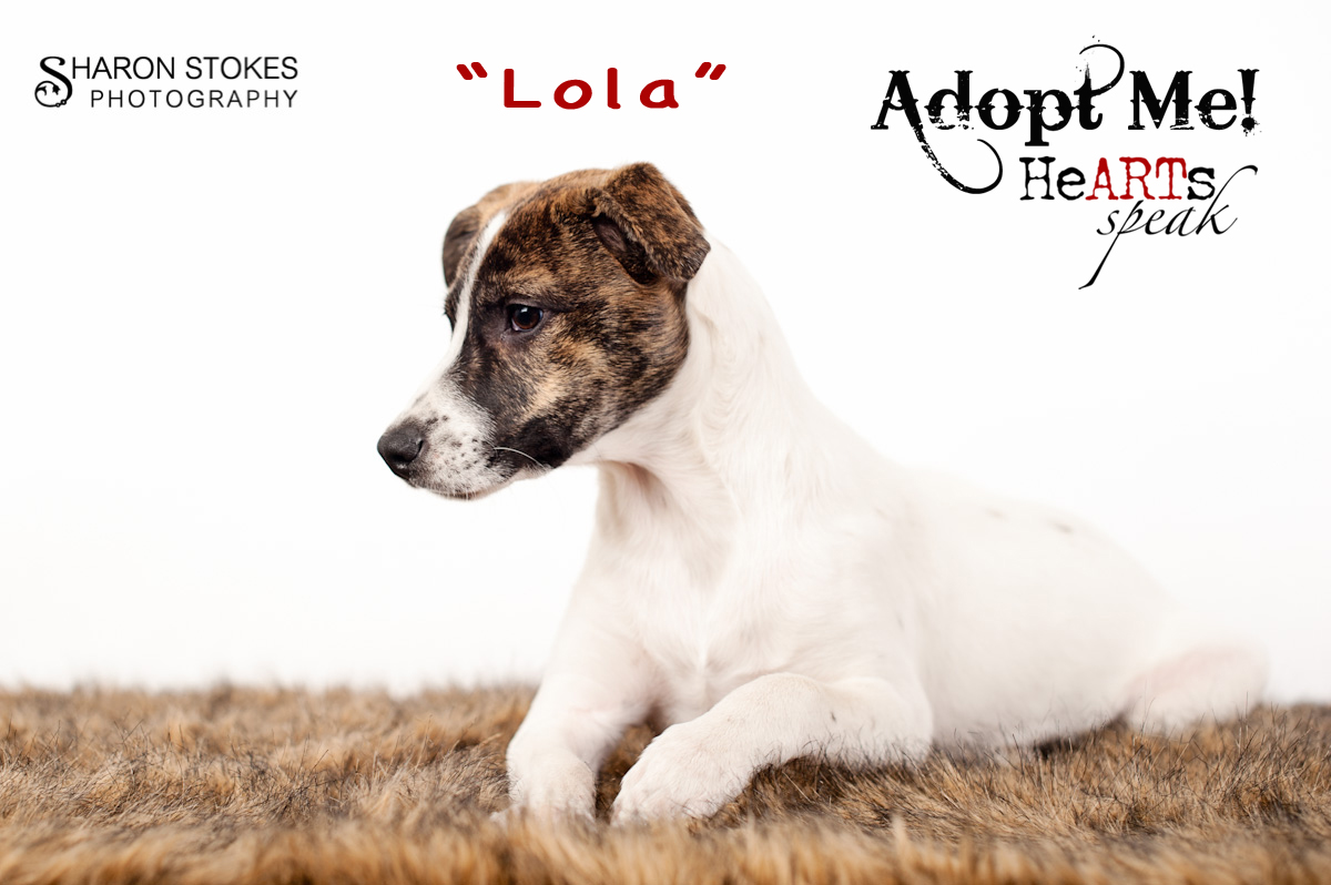 Lola - Medium Female German Shorthaired Pointer x American ...