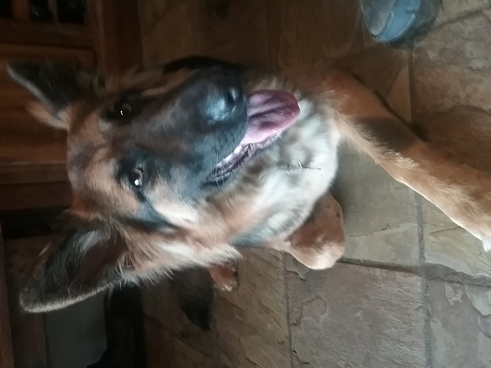 Saskia - Large Female German Shepherd Dog in VIC - PetRescue