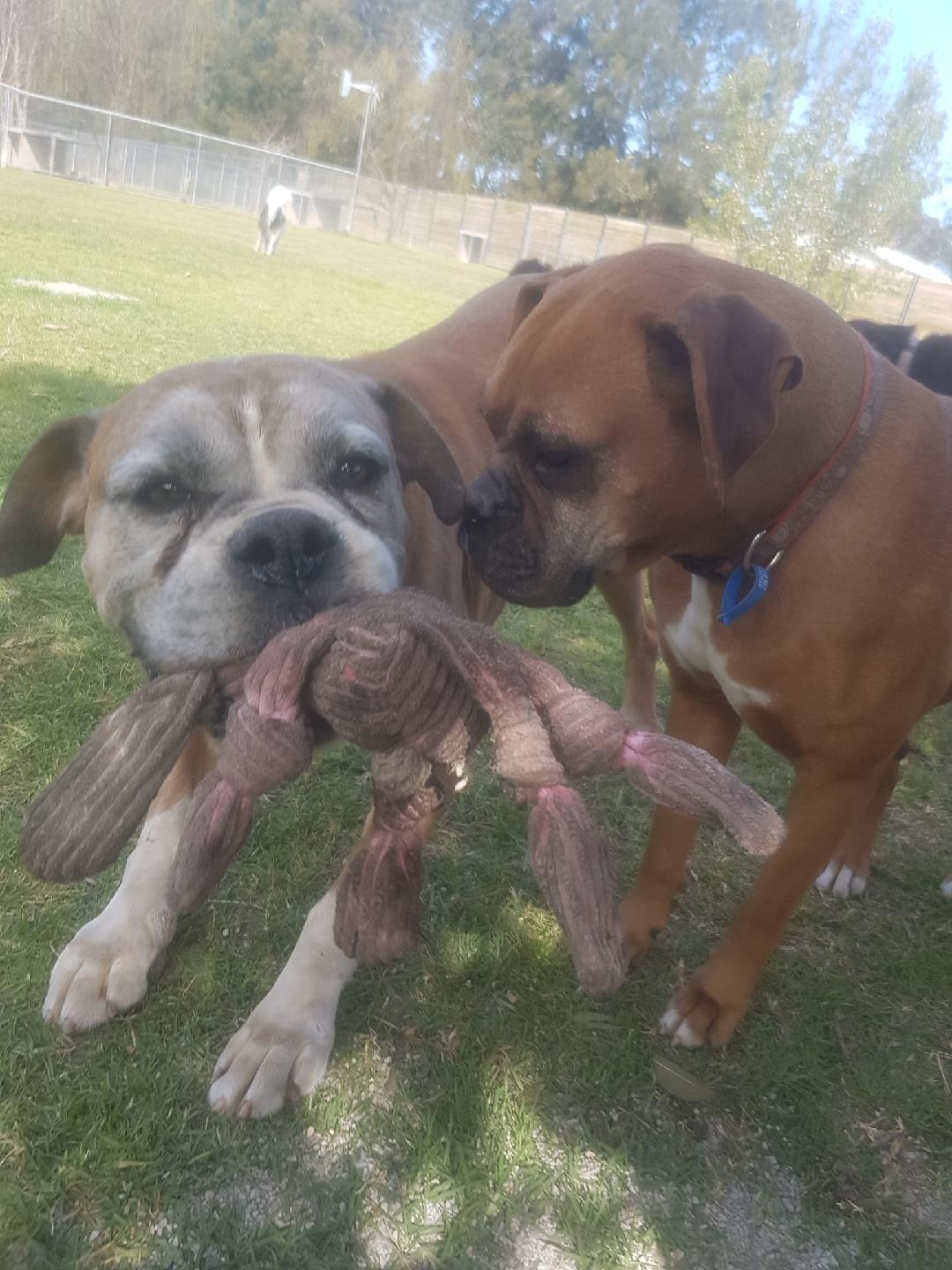 Penny - Medium Female Boxer Dog in NSW - PetRescue