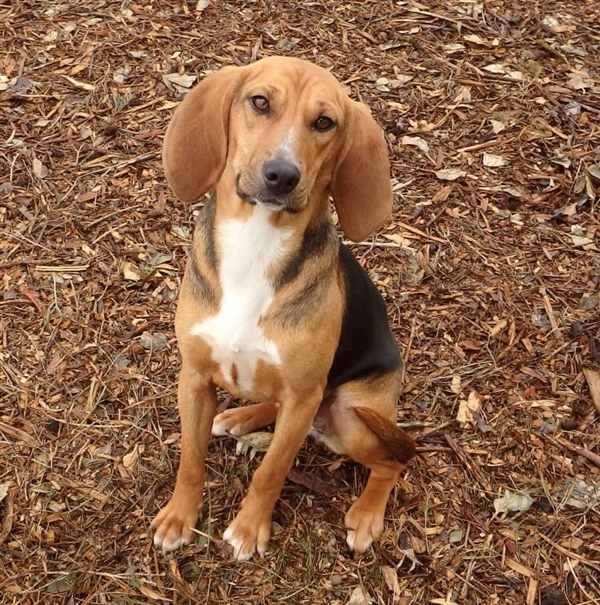 Mara (81467) - Medium Female Coonhound Mix Dog in VIC - PetRescue