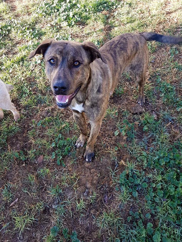 Boon - Large Male Greyhound x Mastiff x Staffy Mix Dog in VIC - PetRescue