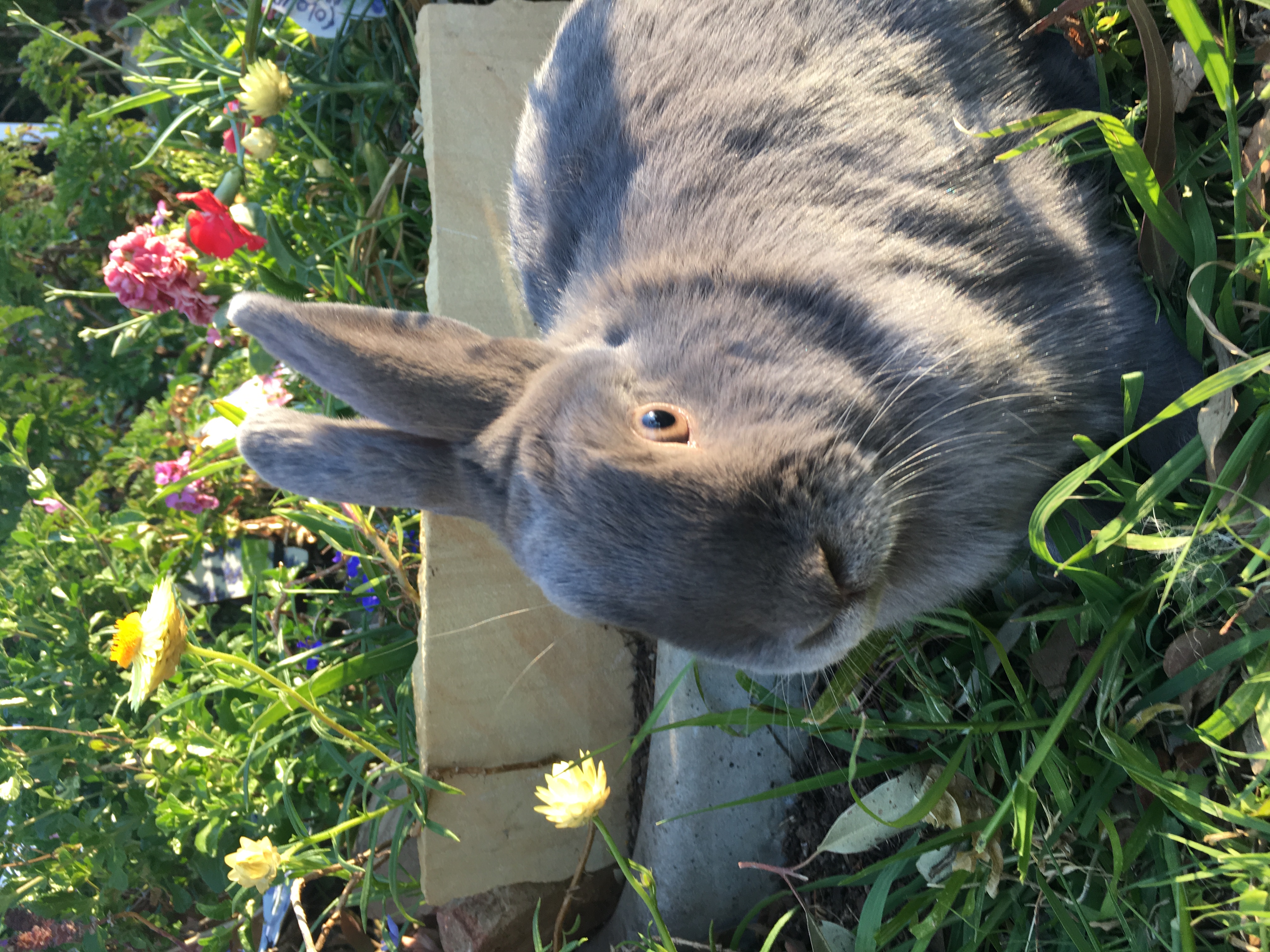Pluto - Male Dwarf Rabbit in NSW - PetRescue