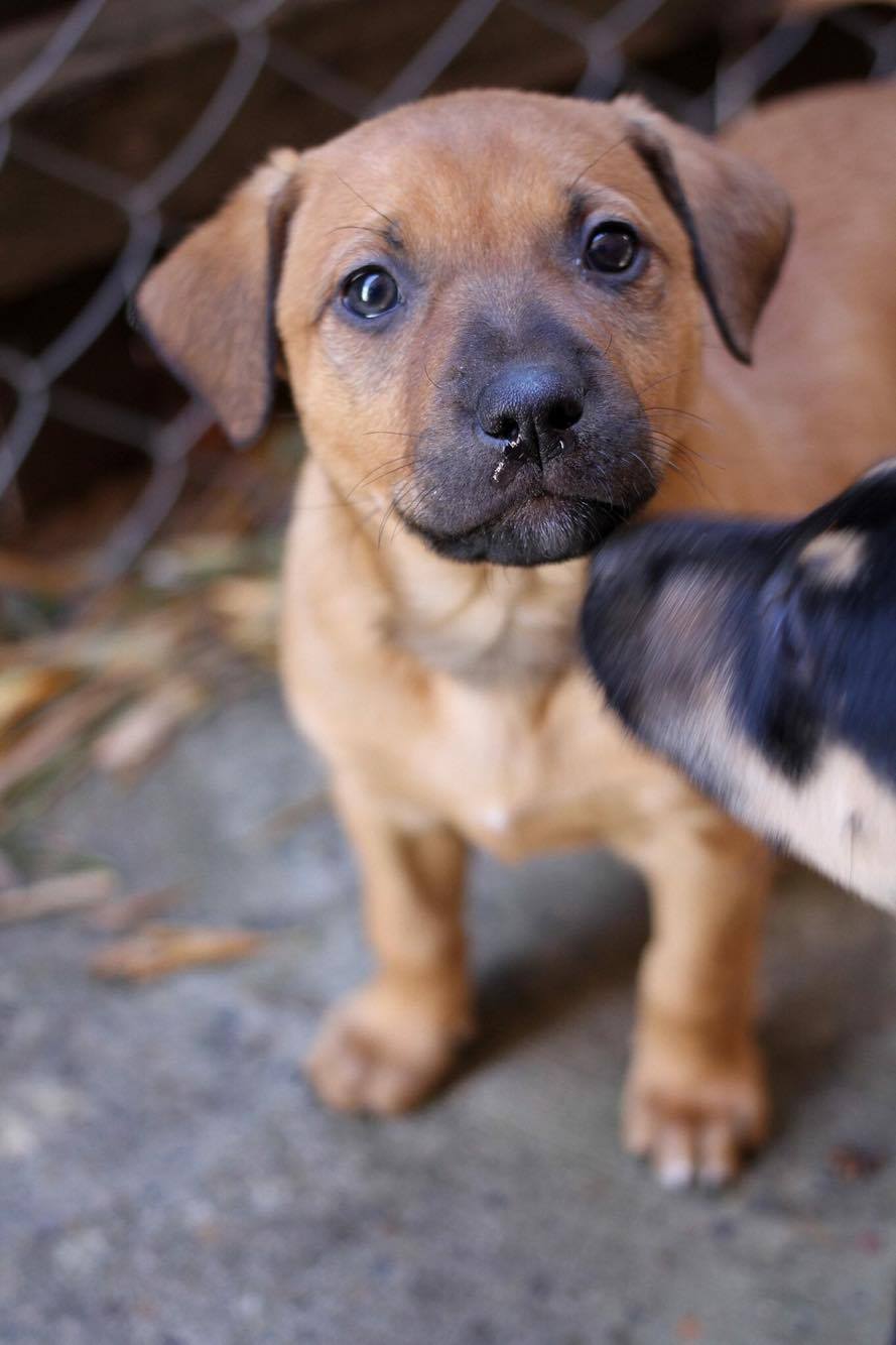 Nala - Small Female American Staffordshire Terrier x Border Collie Mix ...