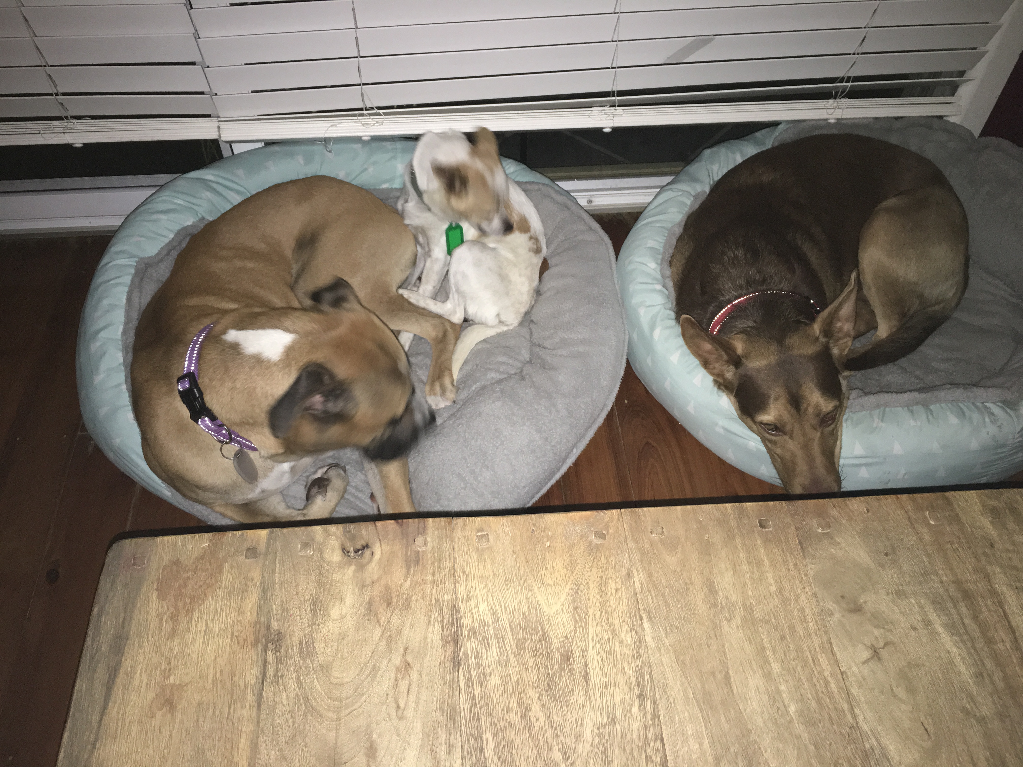 Kylie (Iggy) - Small Female Chihuahua Mix Dog in NSW - PetRescue