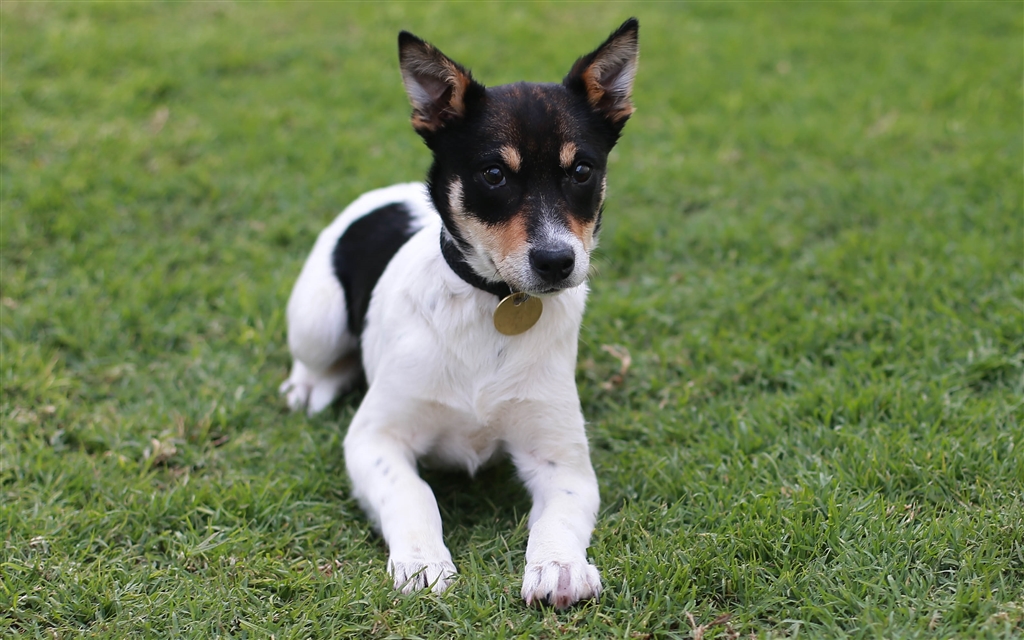 Chippy - Medium Male Australian Cattledog Mix Dog in VIC - PetRescue