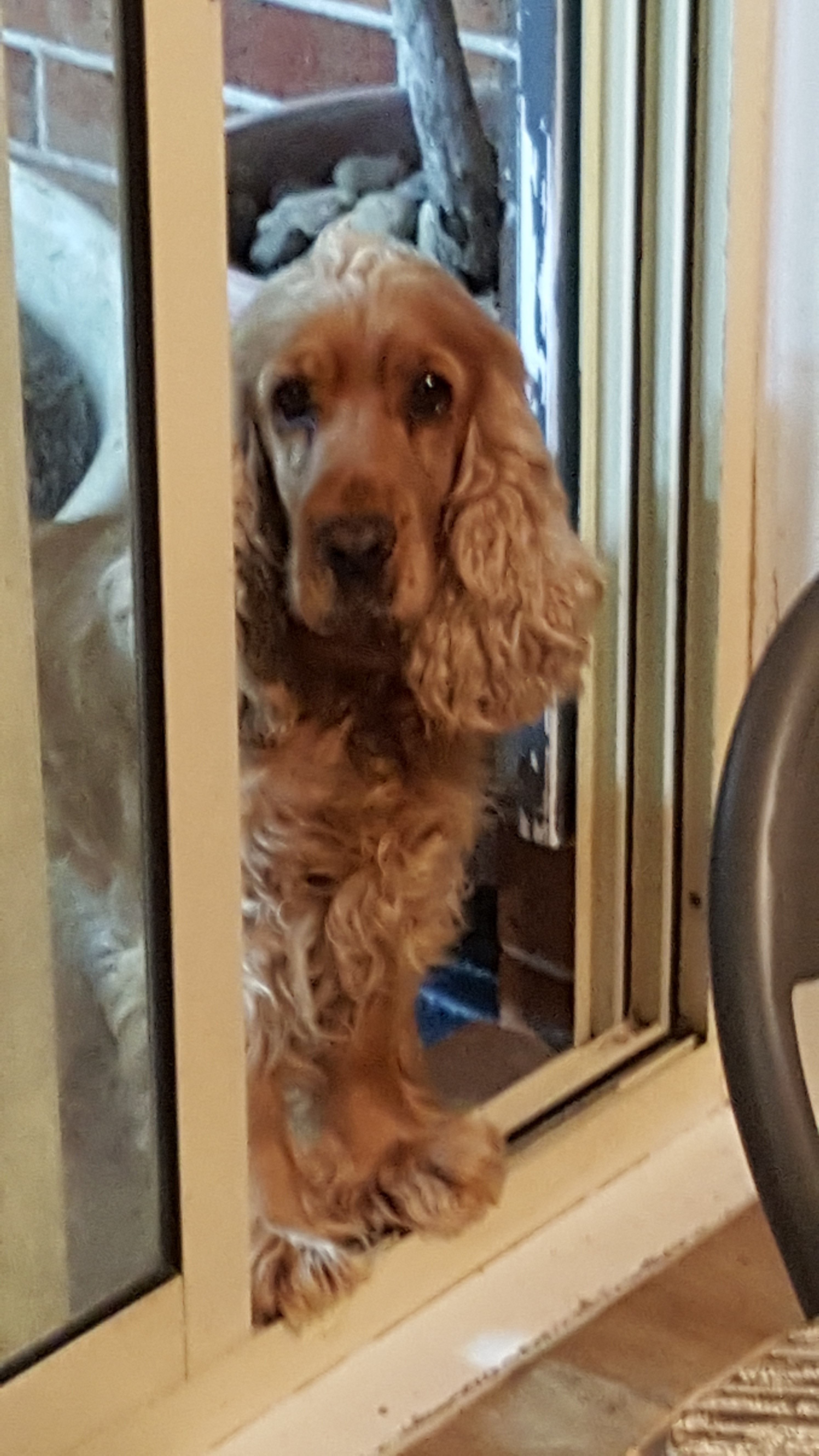 Diva - Medium Female Cocker Spaniel, English Dog in NSW - PetRescue