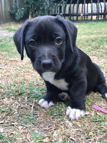 Jedi - Medium Male Dachshund x Maltese x Mastiff x Staffy Mix Dog in ...