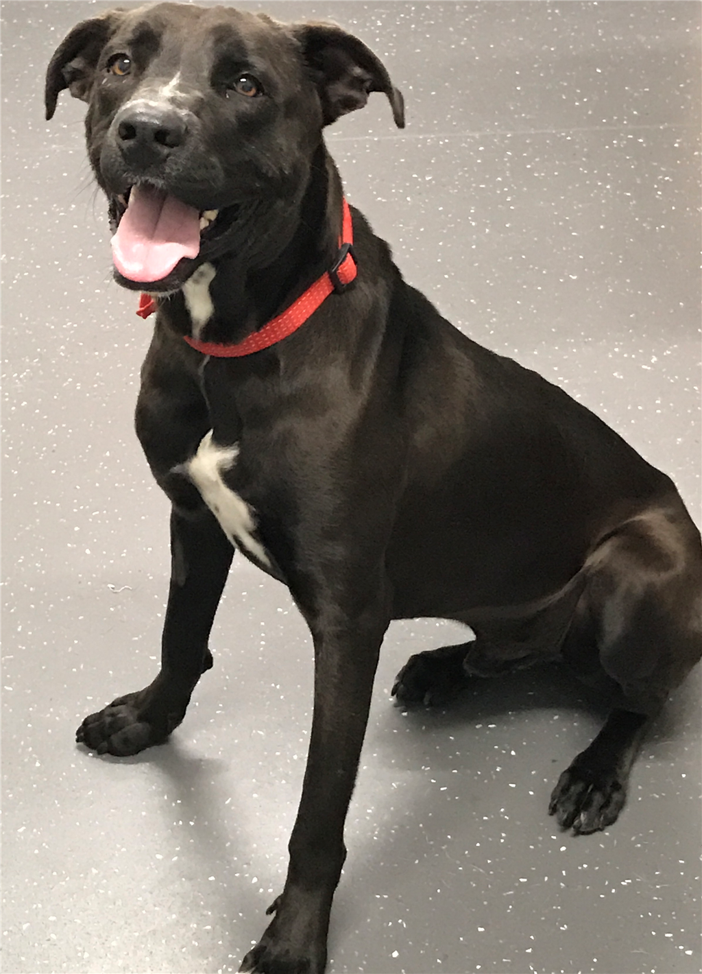 Milo - Large Male Boxer x Labrador Retriever Mix Dog in QLD - PetRescue