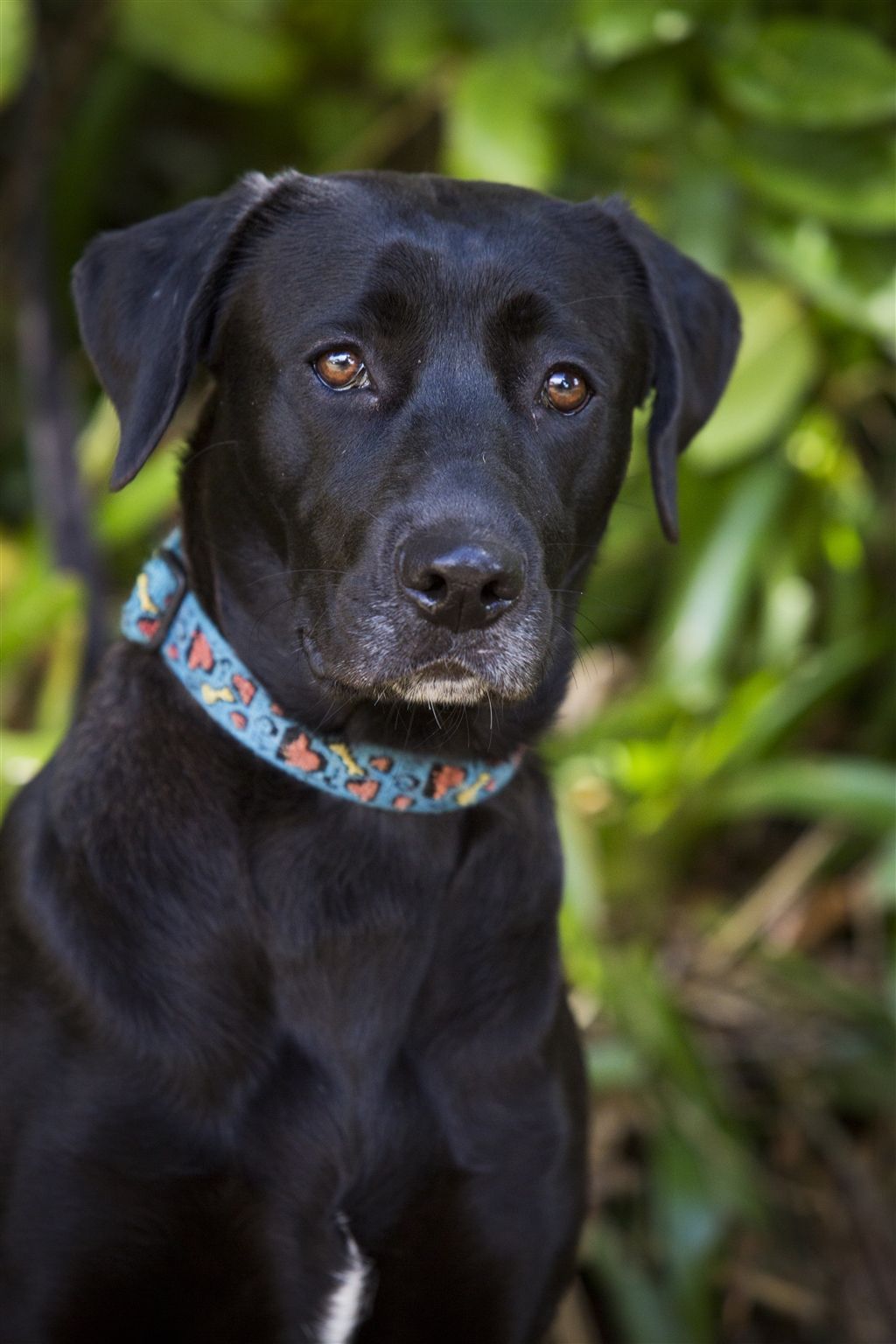 Lilly - Medium Female Labrador Retriever Mix Dog in QLD - PetRescue