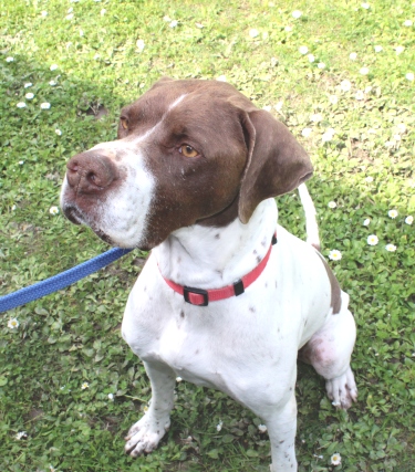 Dutch - Large Female Pointer Dog in VIC - PetRescue