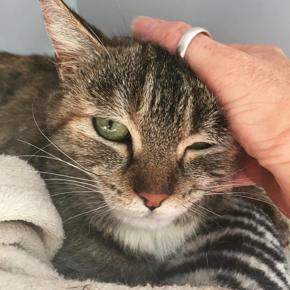 Tizzy - Female Domestic Short Hair Cat in NSW - PetRescue