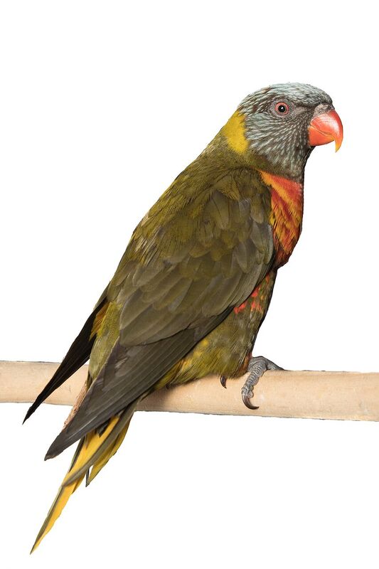Calypso - Male Bird in NSW - PetRescue