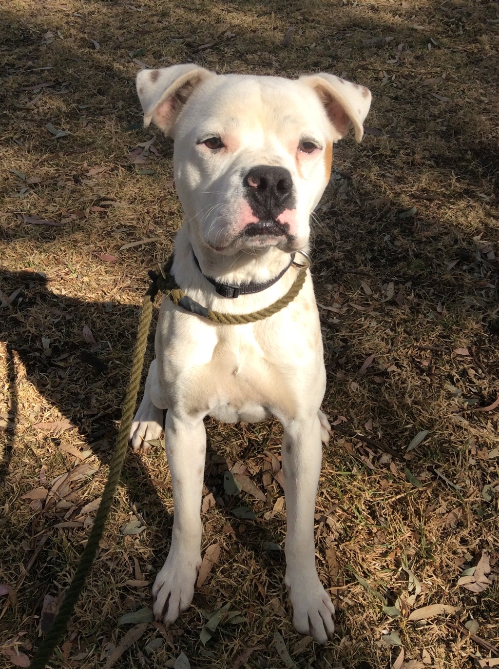 Rupert - Medium Male Australian Bulldog Mix Dog in QLD - PetRescue