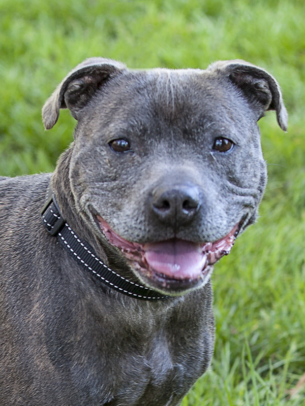 Saffy - Medium Female Staffordshire Bull Terrier Dog in VIC - PetRescue