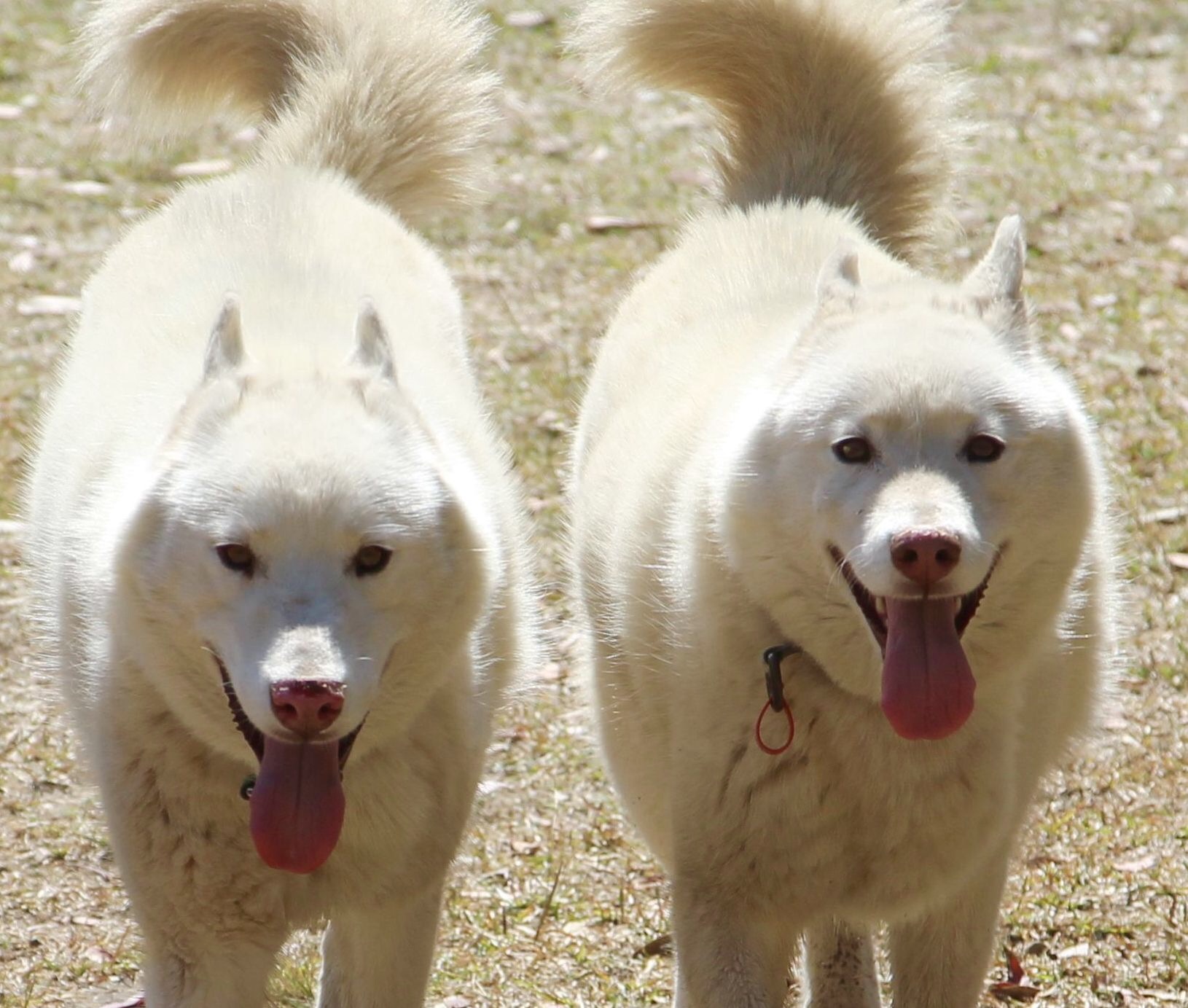 Thor and Aura ~ Adorable Twins - Medium Male Siberian Husky Dog in NSW ...