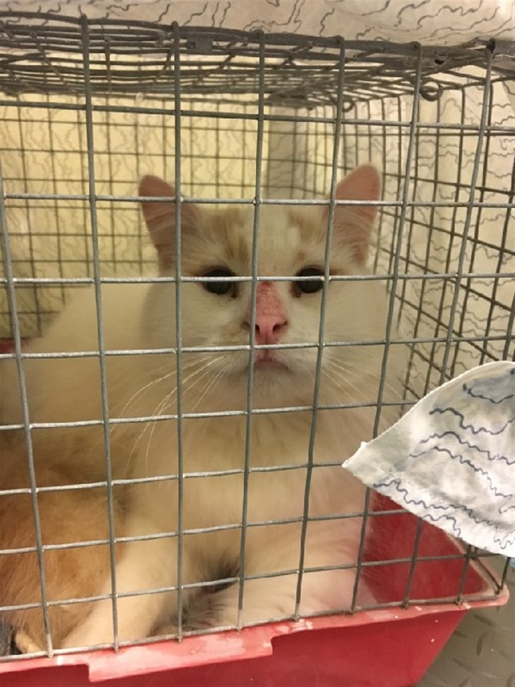 Aslan - Male Turkish Van Mix Cat in QLD - PetRescue