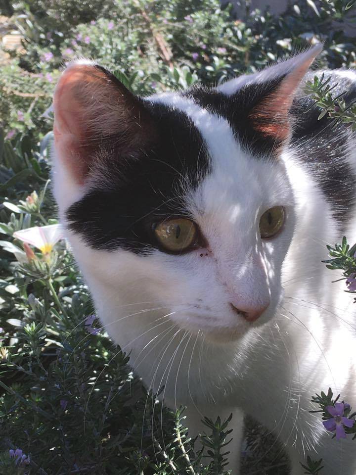 AK1698 - Splotch - Male Domestic Short Hair Cat in WA - PetRescue