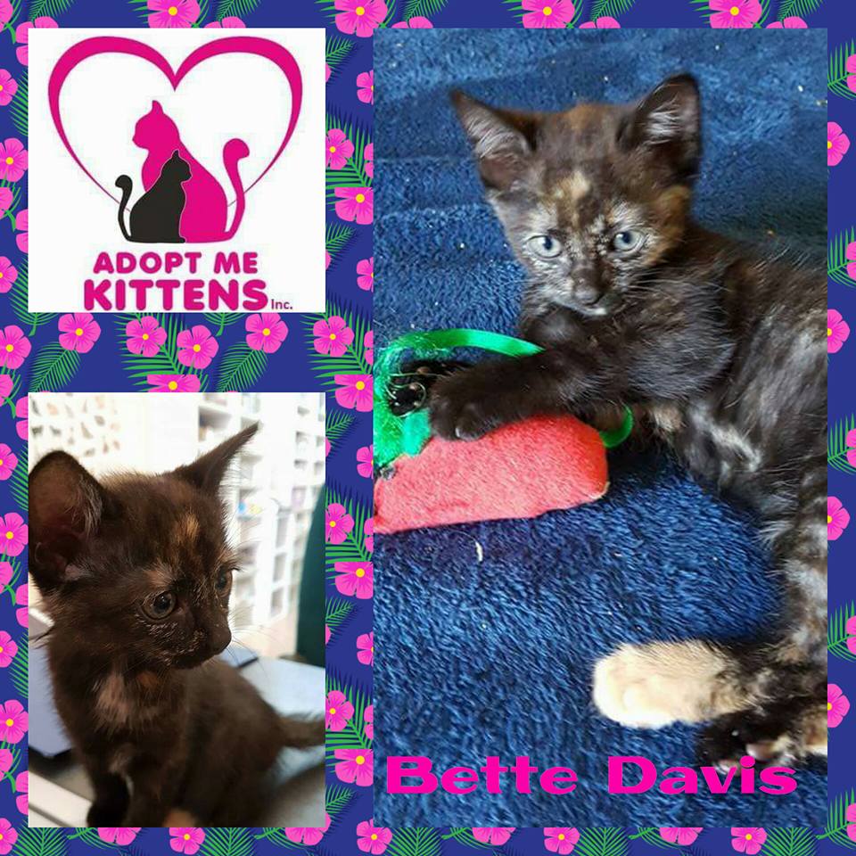 Bette Davis - Female Domestic Short Hair Cat in QLD - PetRescue