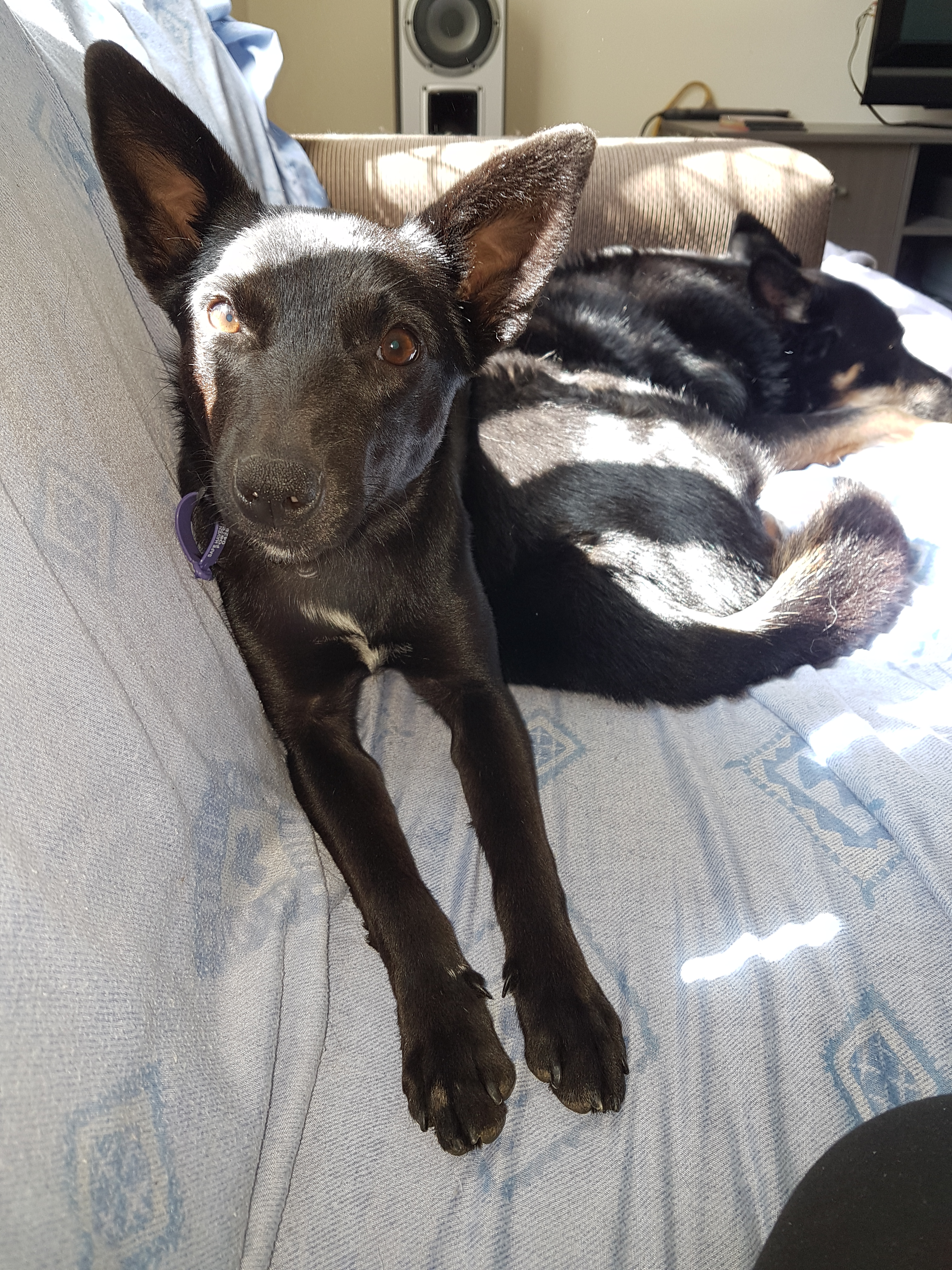 Pixie - Small Female Fox Terrier x Kelpie Mix Dog in QLD - PetRescue