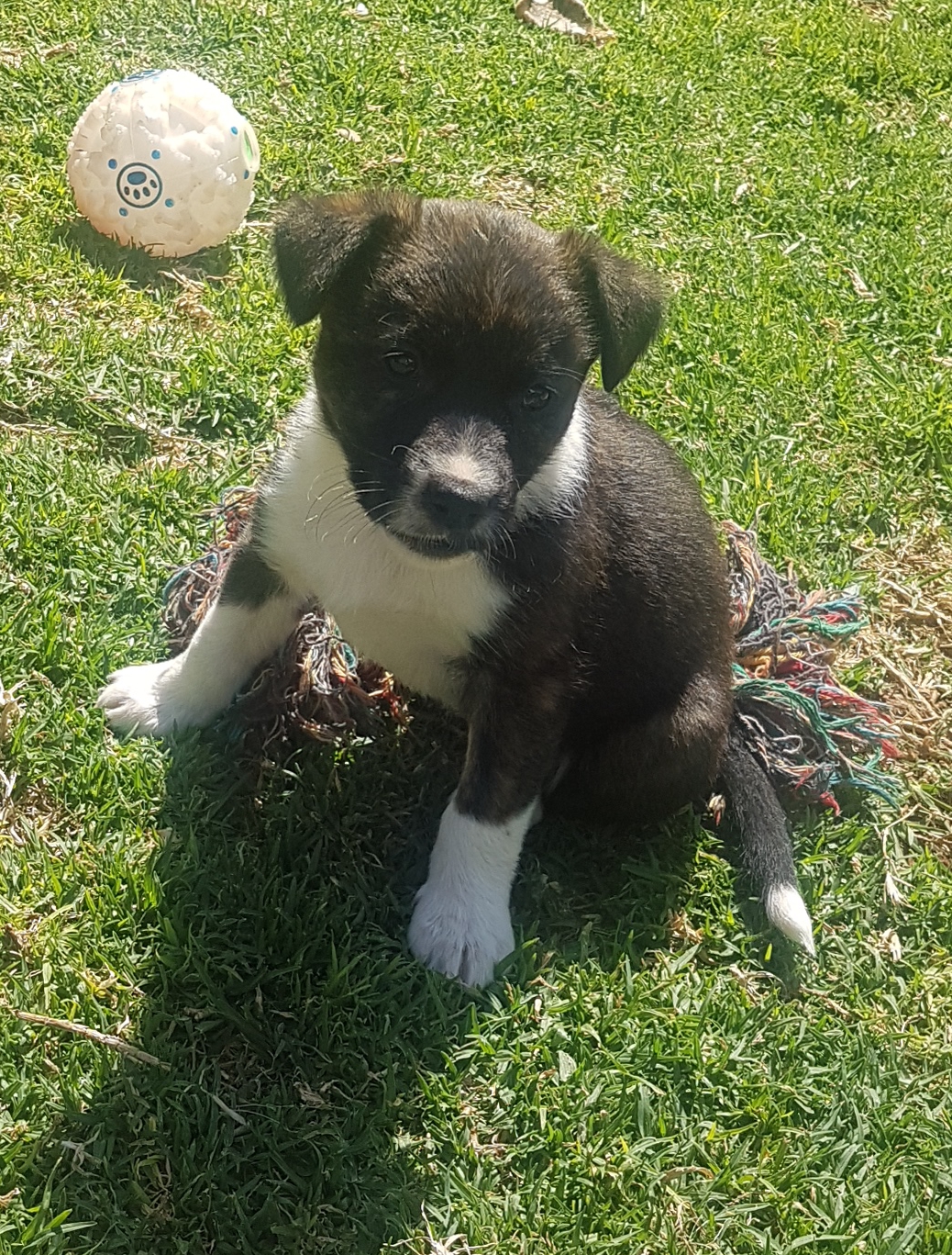 Jada - Medium Female Border Collie x Staffy Mix Dog in SA - PetRescue
