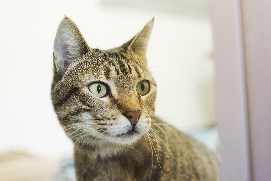 Mia - Female Abyssinian Mix Cat in NSW - PetRescue