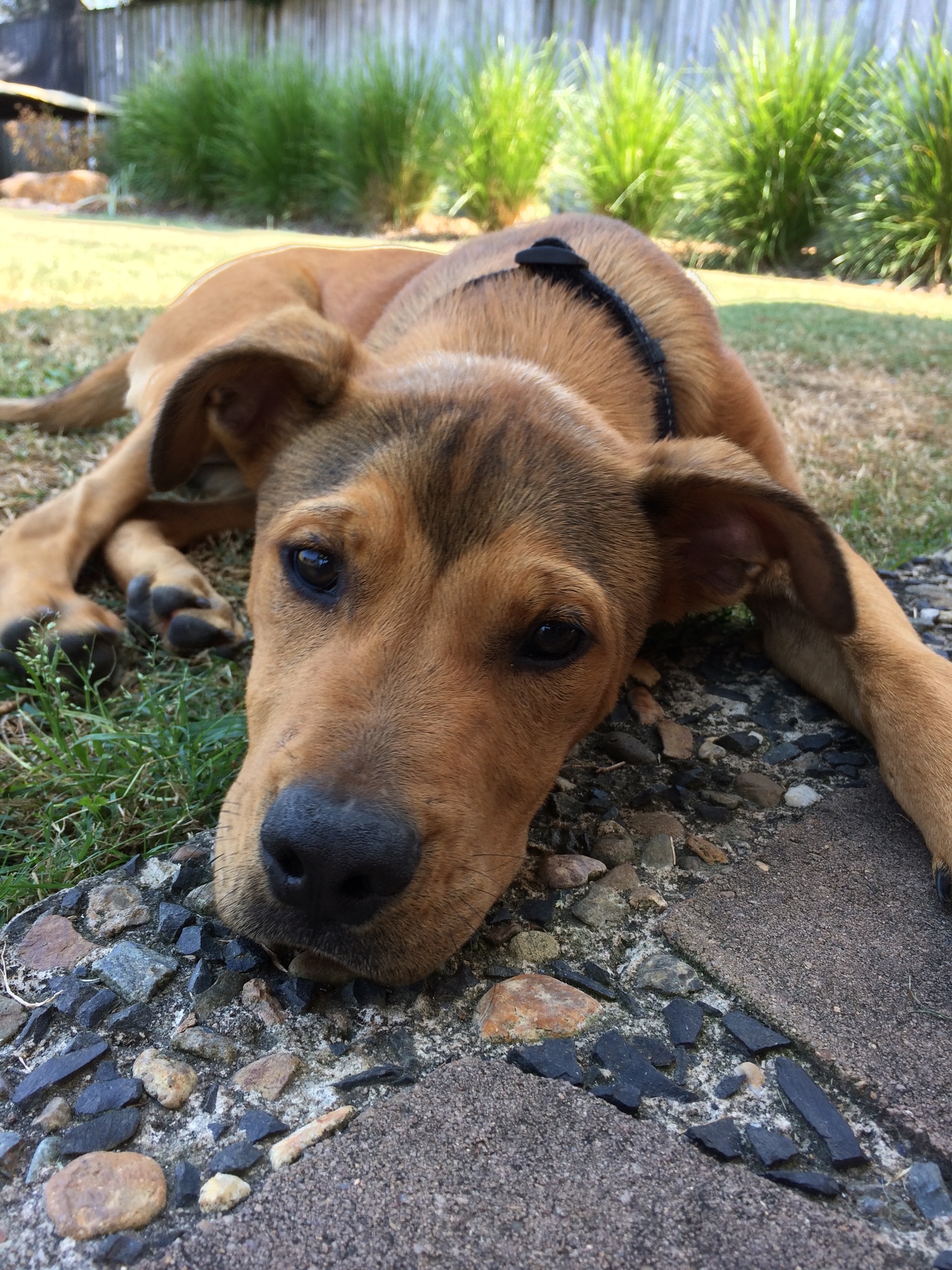 D368 Tex - Medium Male Mastiff x Staffordshire Bull Terrier Mix Dog in ...