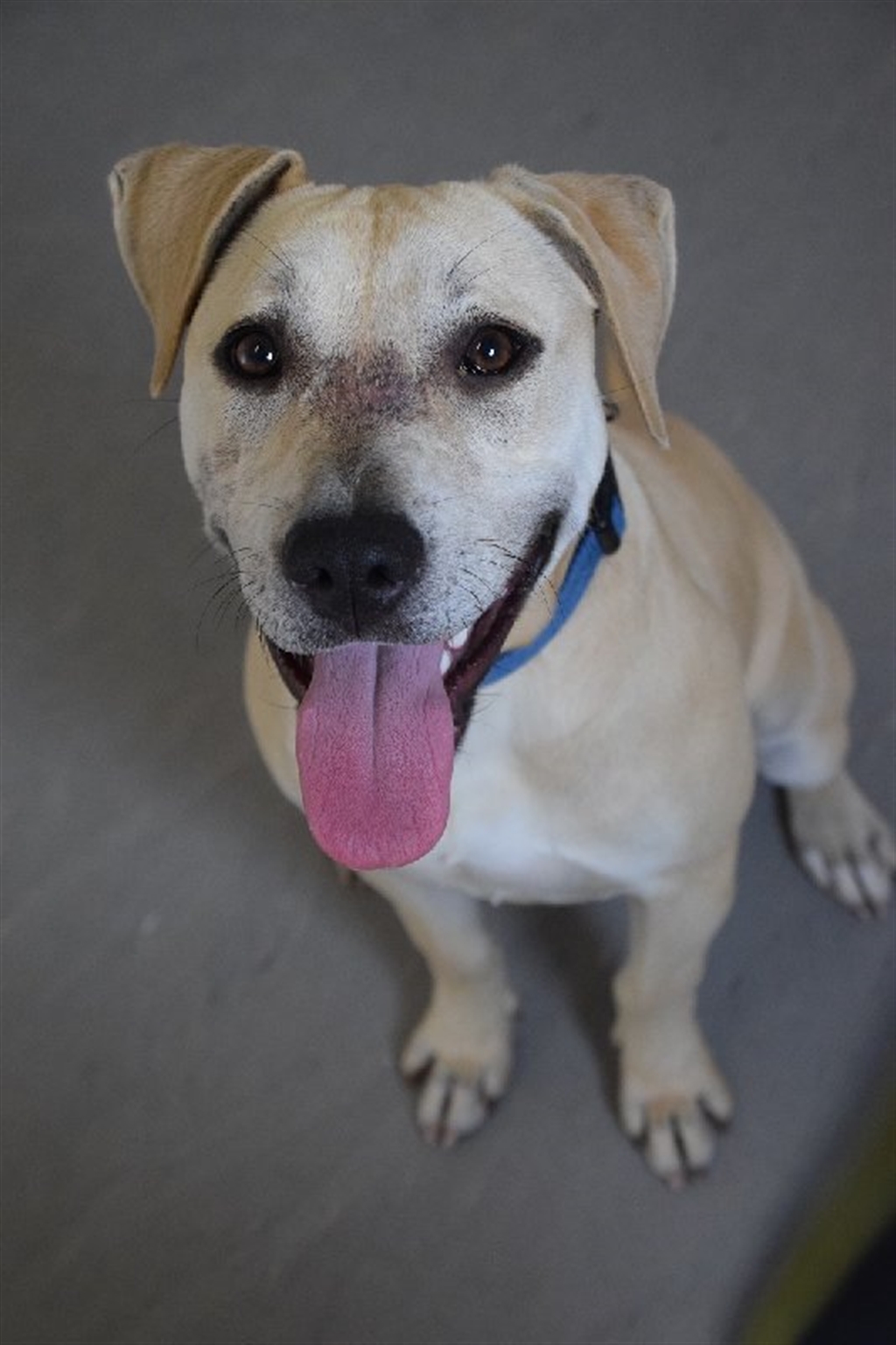 Kesha - Medium Female Labrador Retriever x American Staffordshire Bull ...
