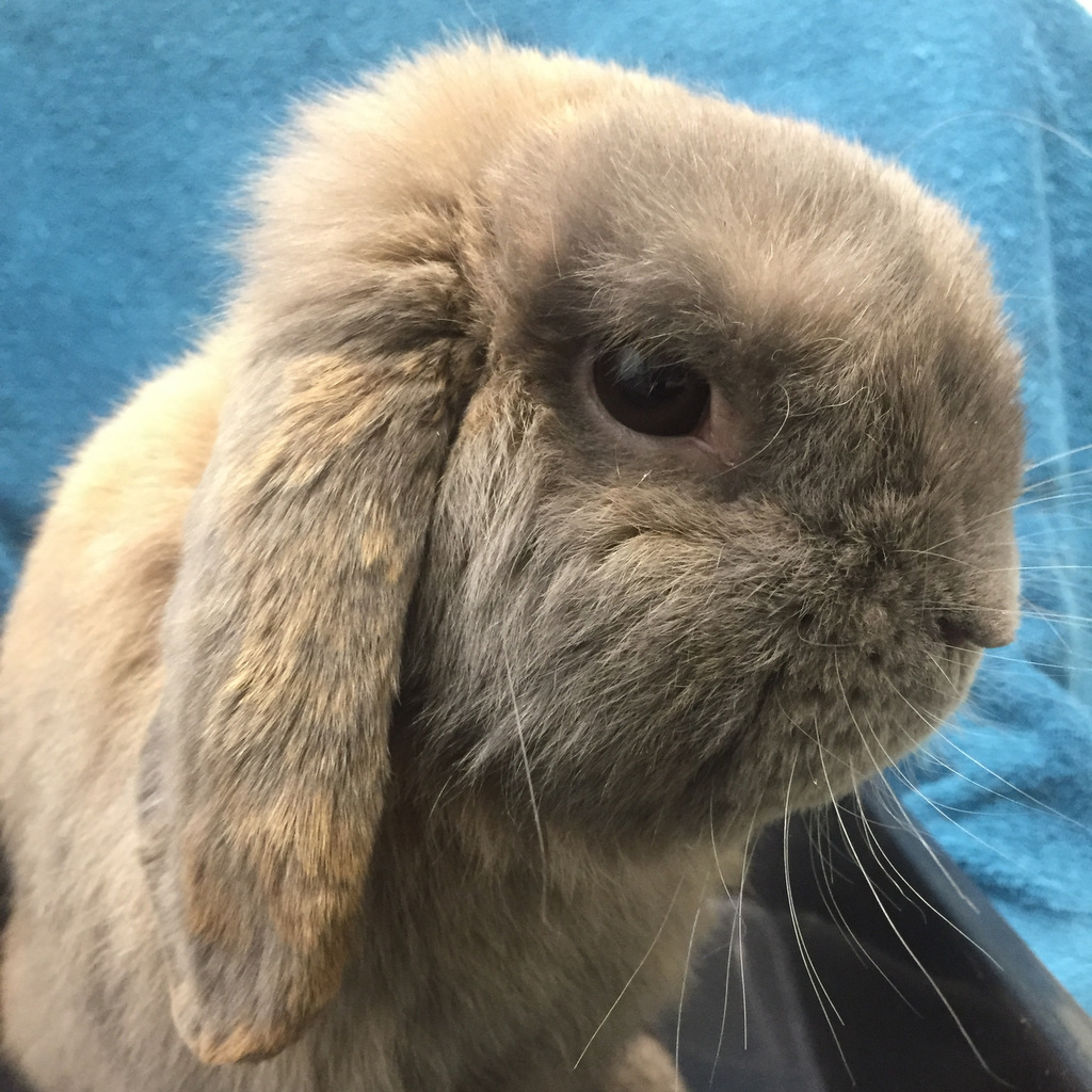 Sooty - Male Mini Lop Rabbit in VIC - PetRescue