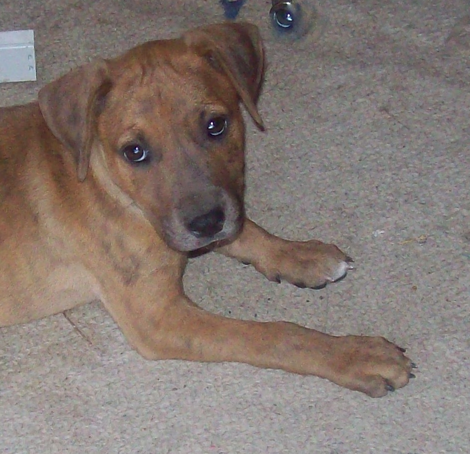 Jaffa - Medium Male Bull Arab x Dachshund x Fox Terrier Mix Dog in QLD ...