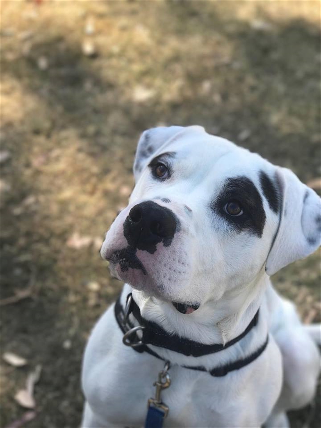 Boof - Large Male Australian Bulldog Mix Dog in QLD - PetRescue