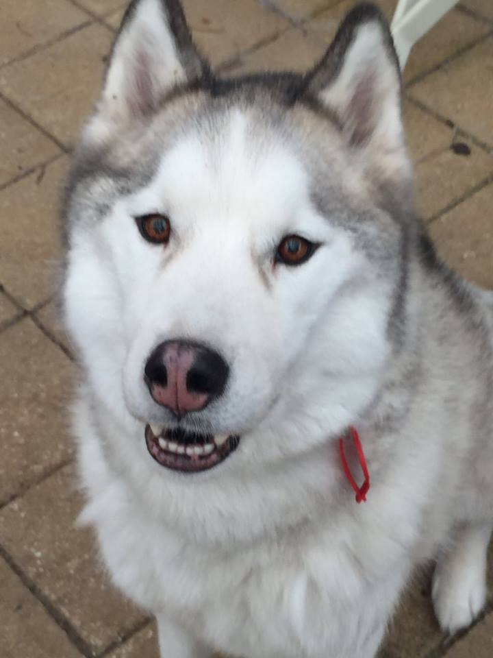 Blizzard - Medium Male Siberian Husky Dog in SA - PetRescue