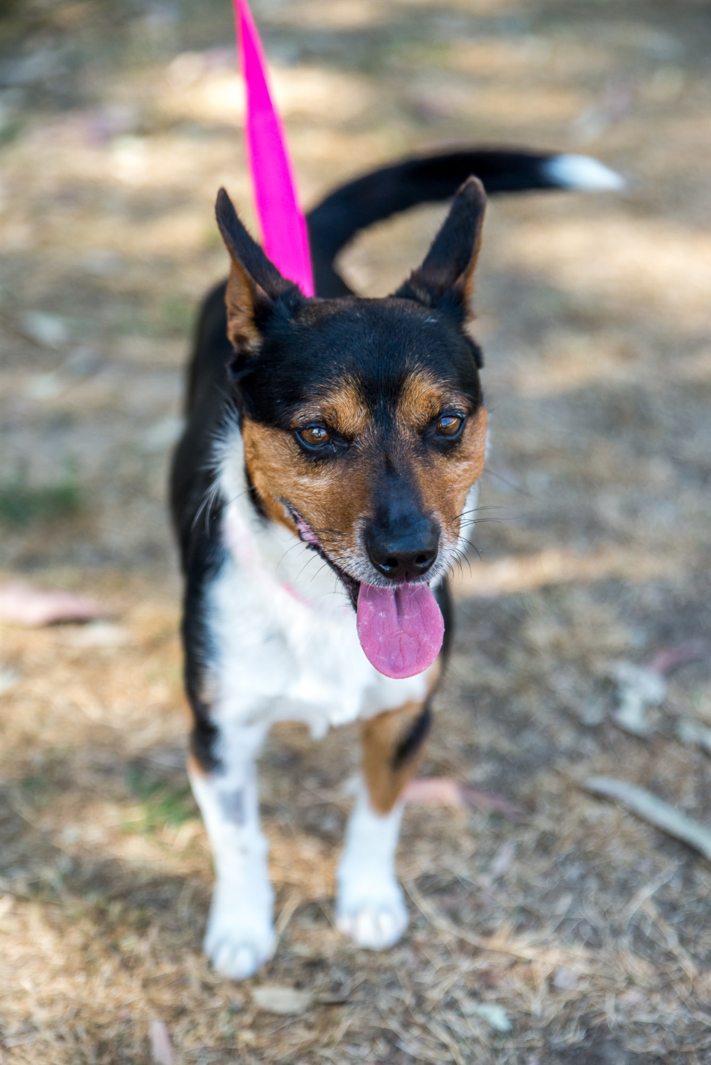 Rockie - Small Male Mini Foxy Mix Dog in NSW - PetRescue