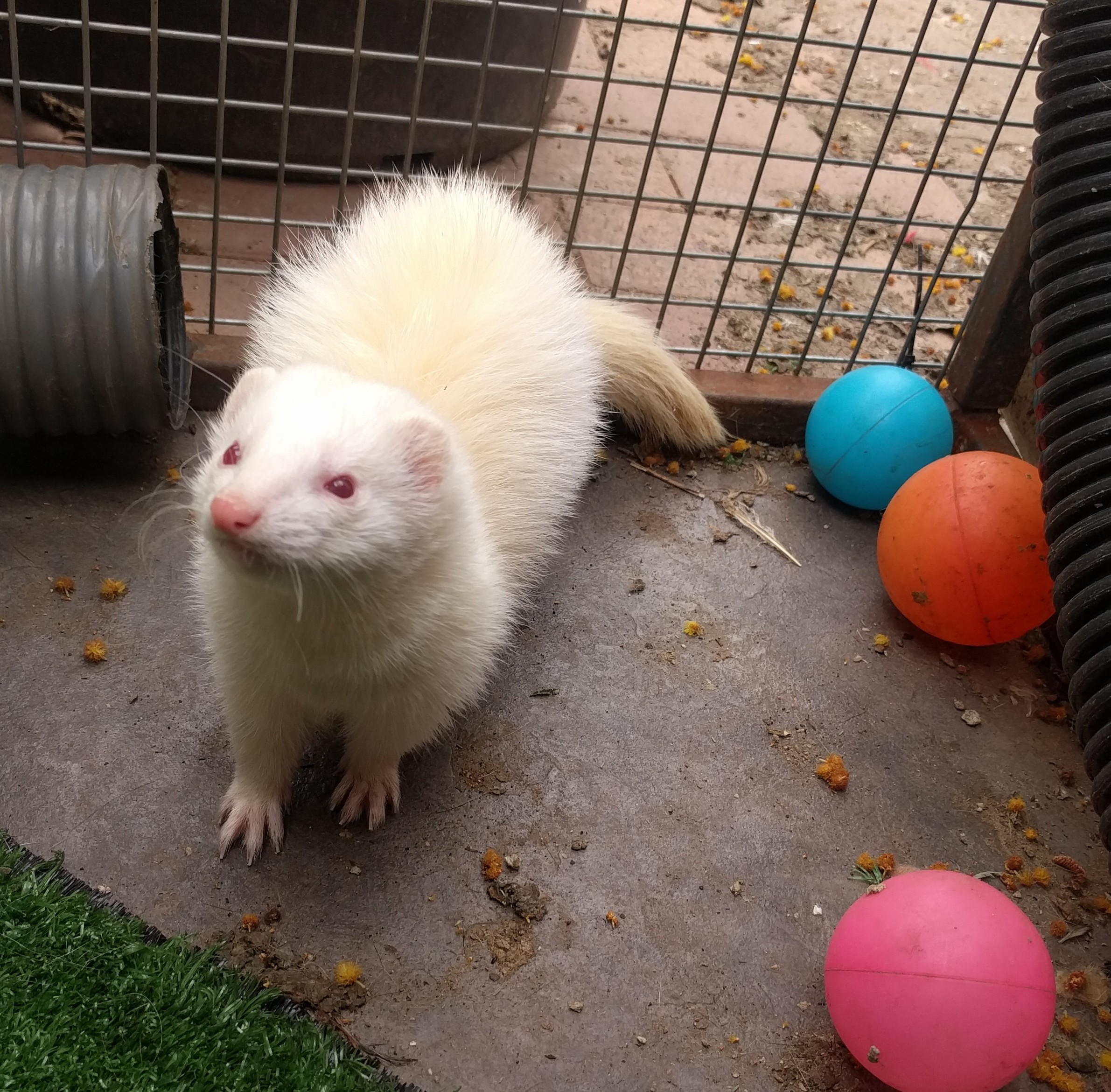 Rebel - Female Ferret in VIC - PetRescue