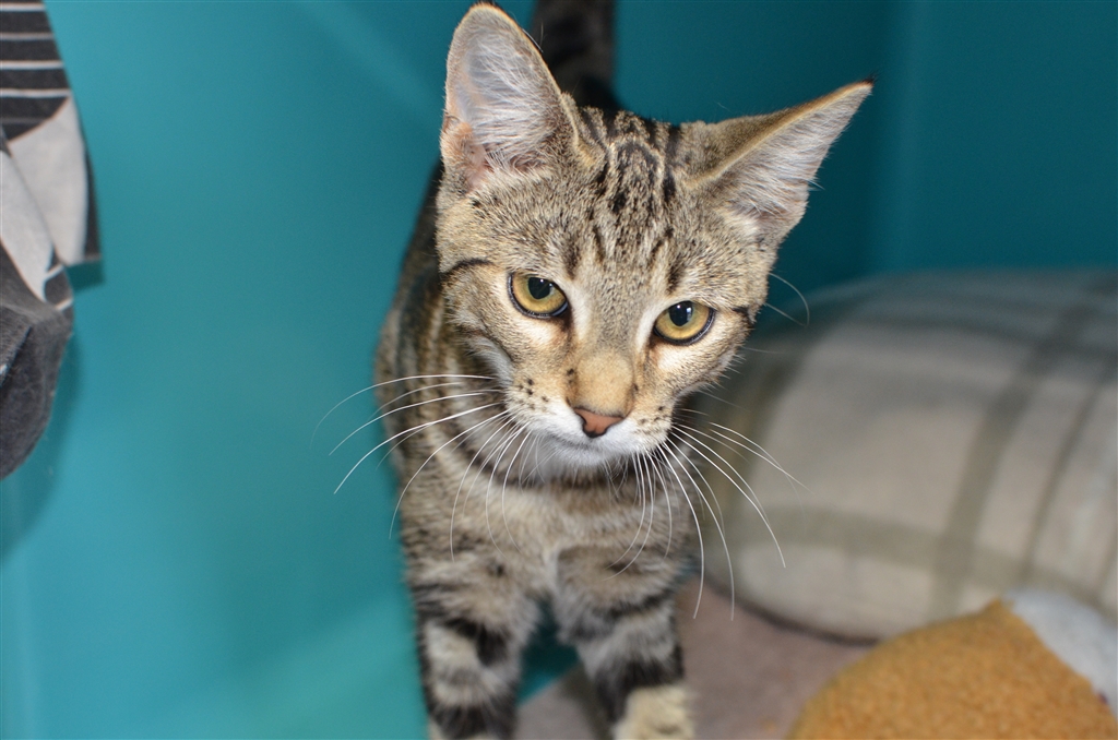 Possum - Female Domestic Short Hair Mix Cat in QLD - PetRescue