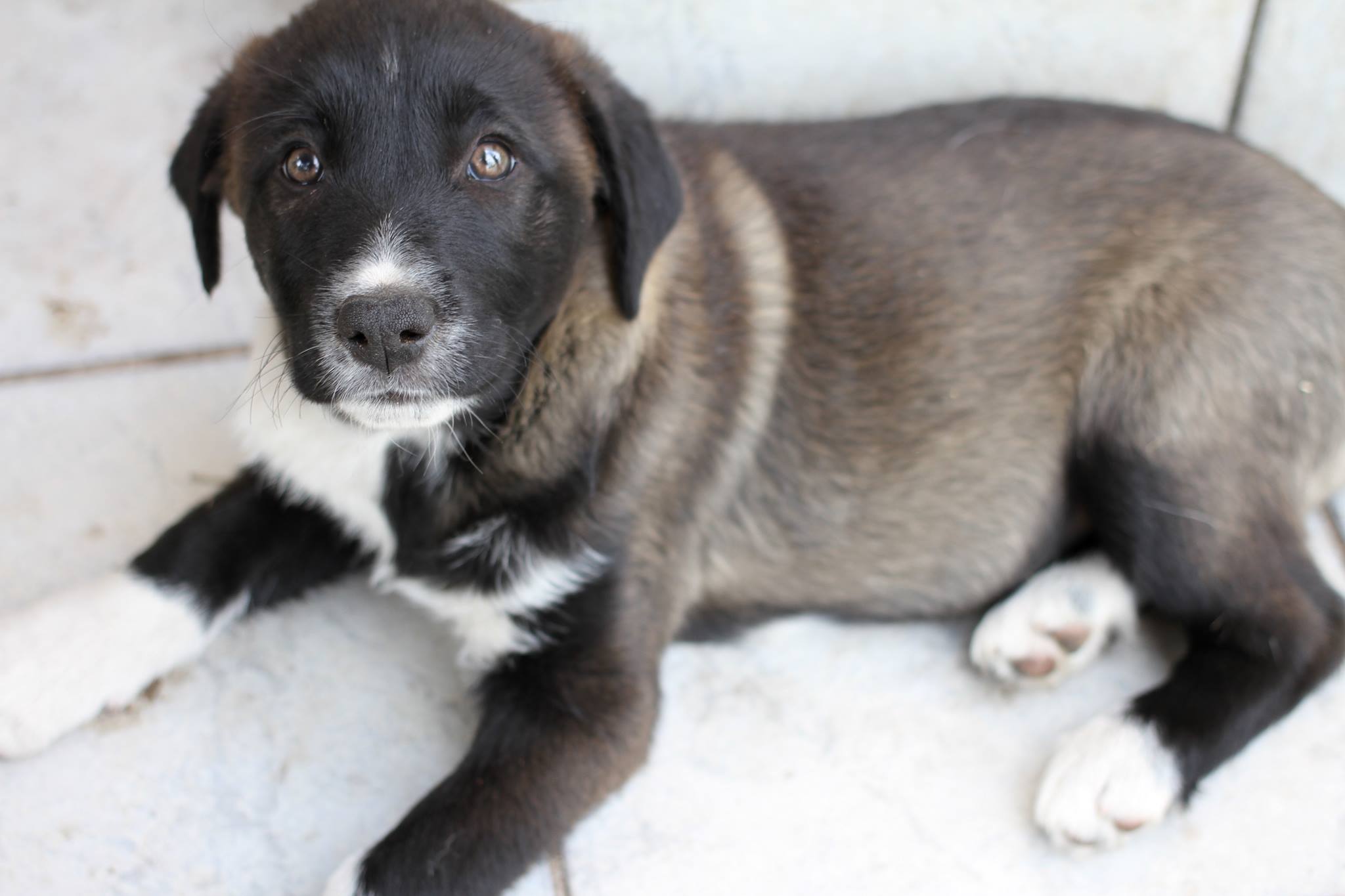 Meka - Large Female Border Collie x Husky x Kelpie x Labrador Mix Dog ...