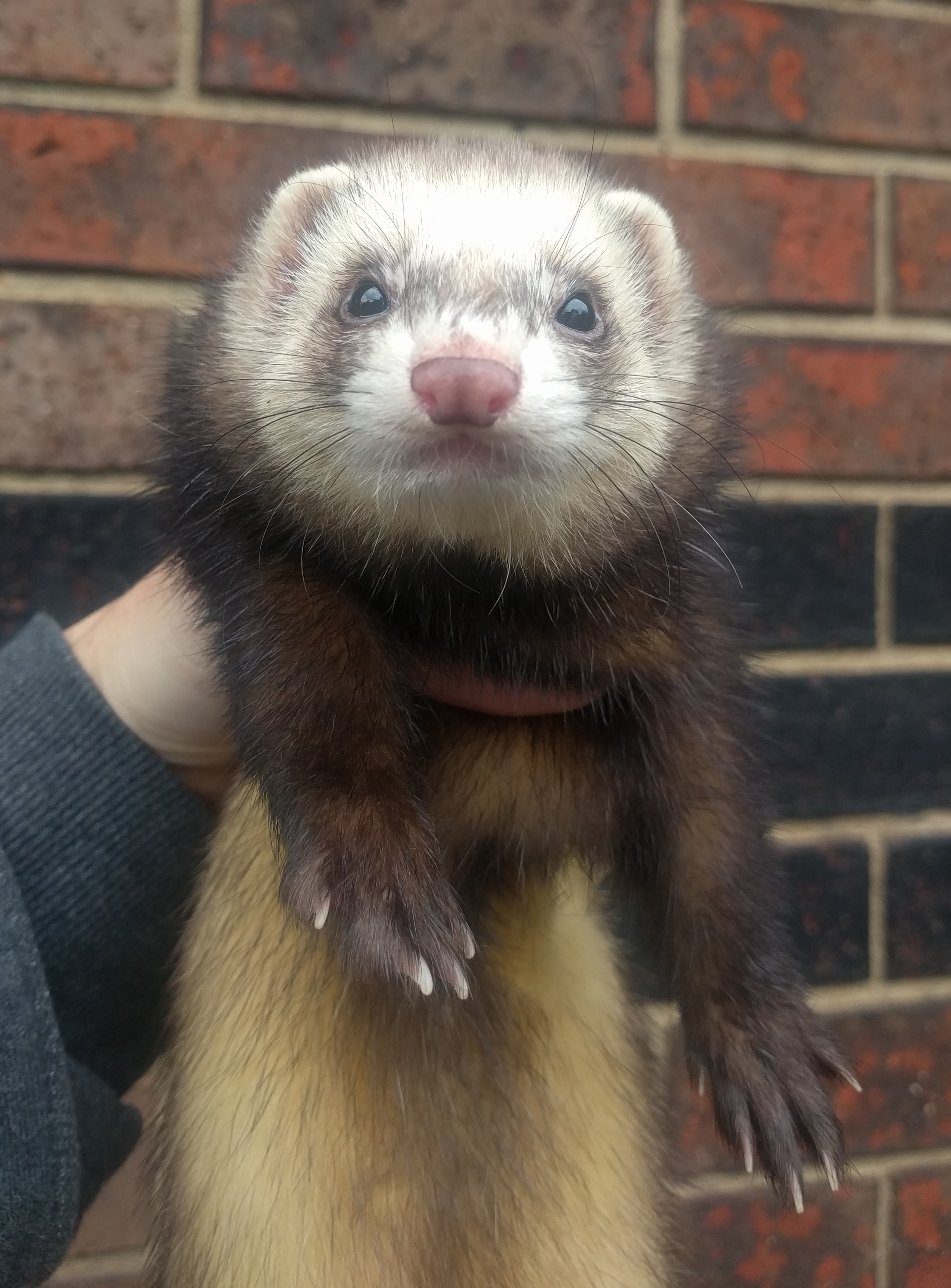 Penelope - Female Ferret in VIC - PetRescue